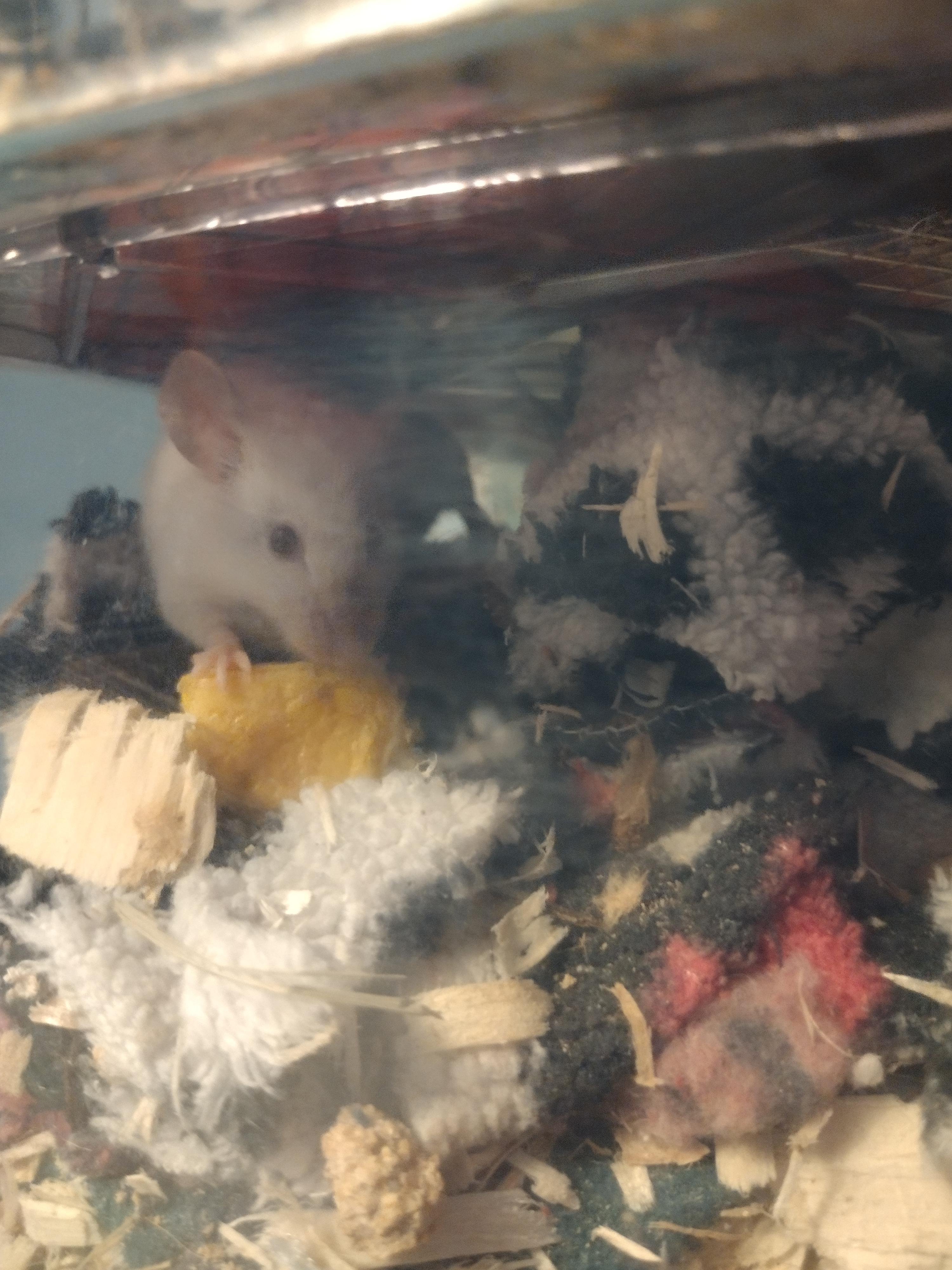 First time giving my mice an egg yolk! | Scrolller