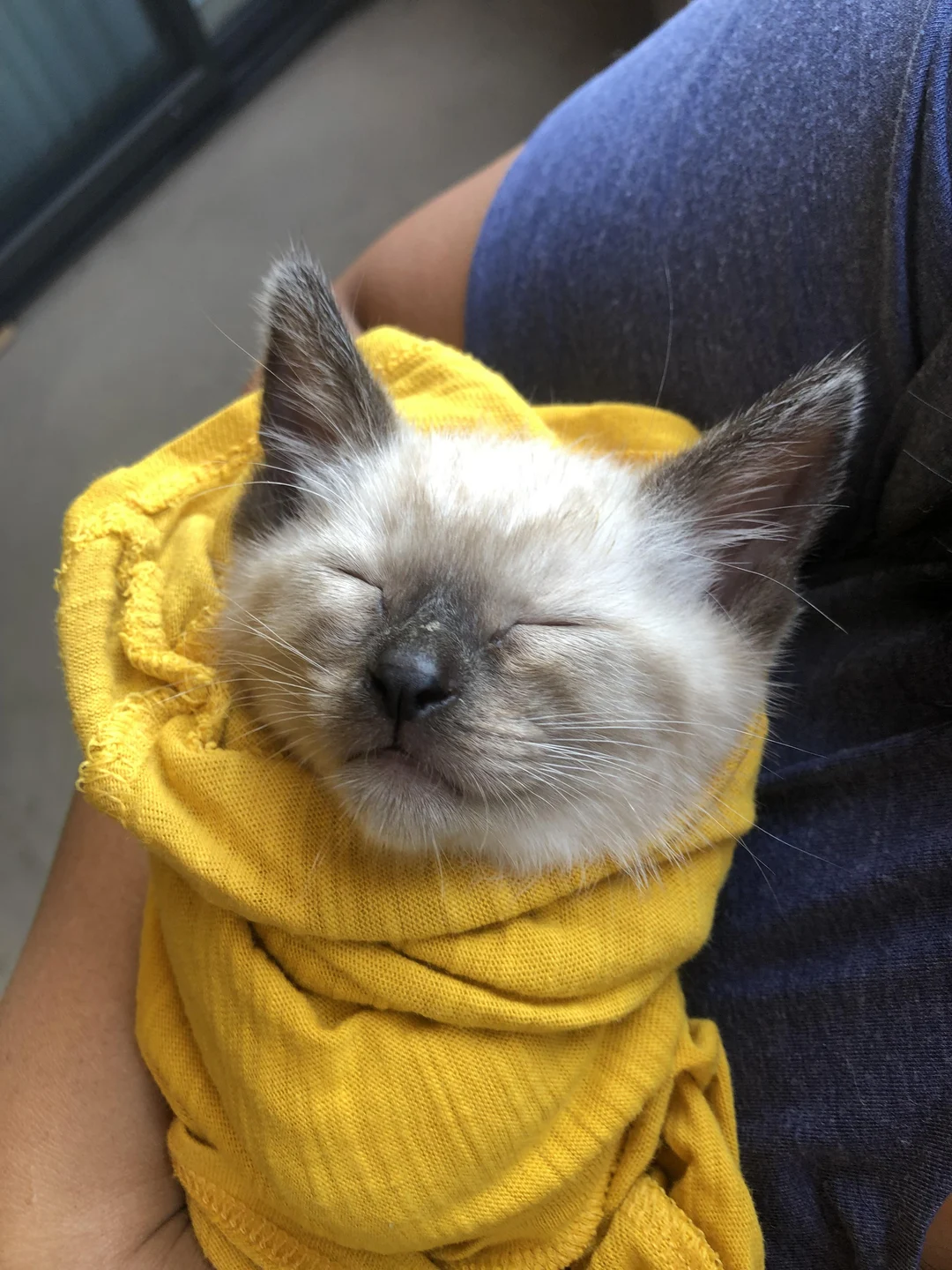 Meet my purrito Indigo aka Mr. Gogo :) | Scrolller