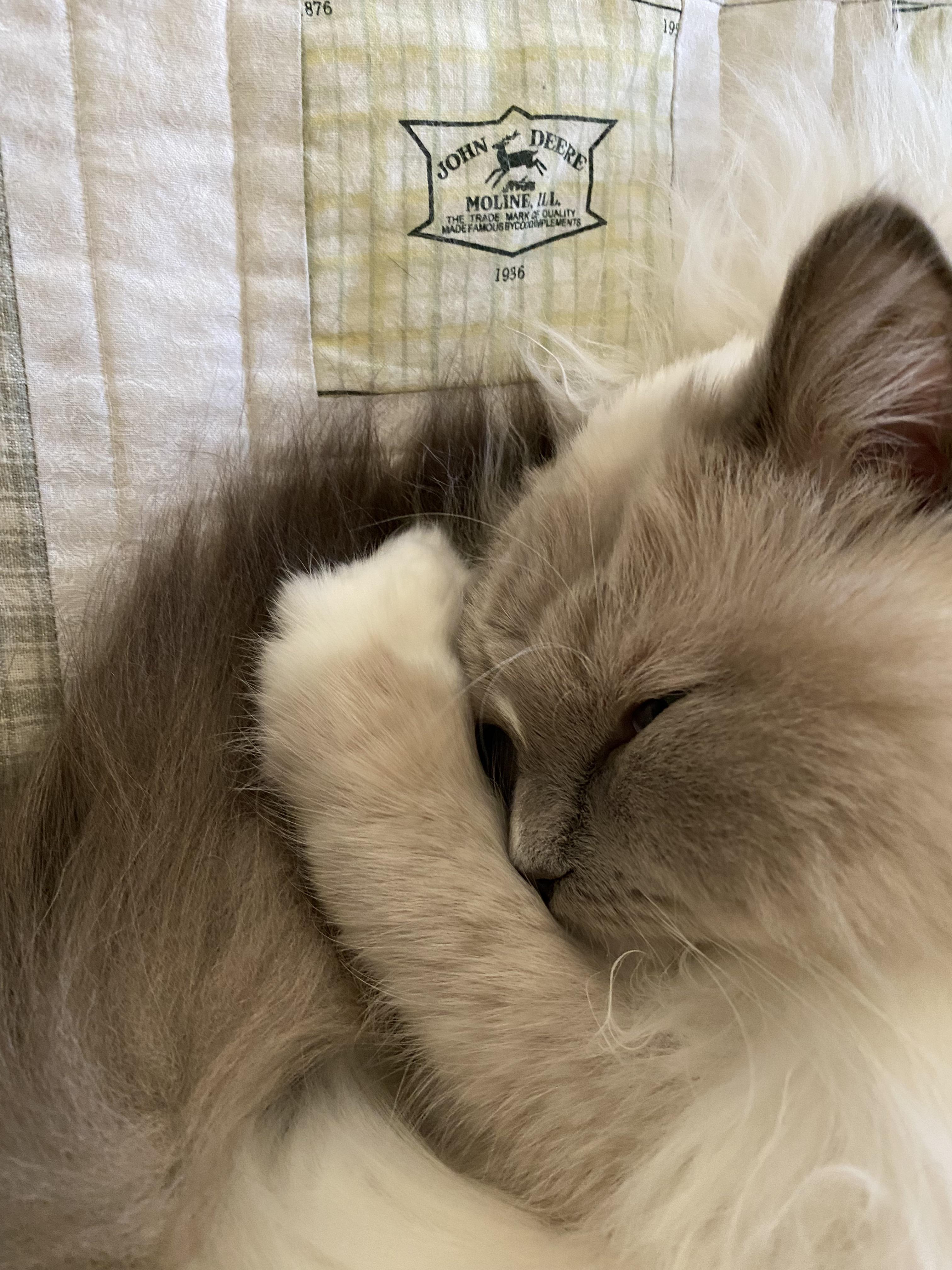 Sleepy floof | Scrolller