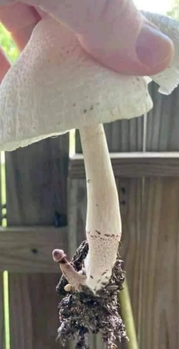 Mildly may be an understatement | Scrolller