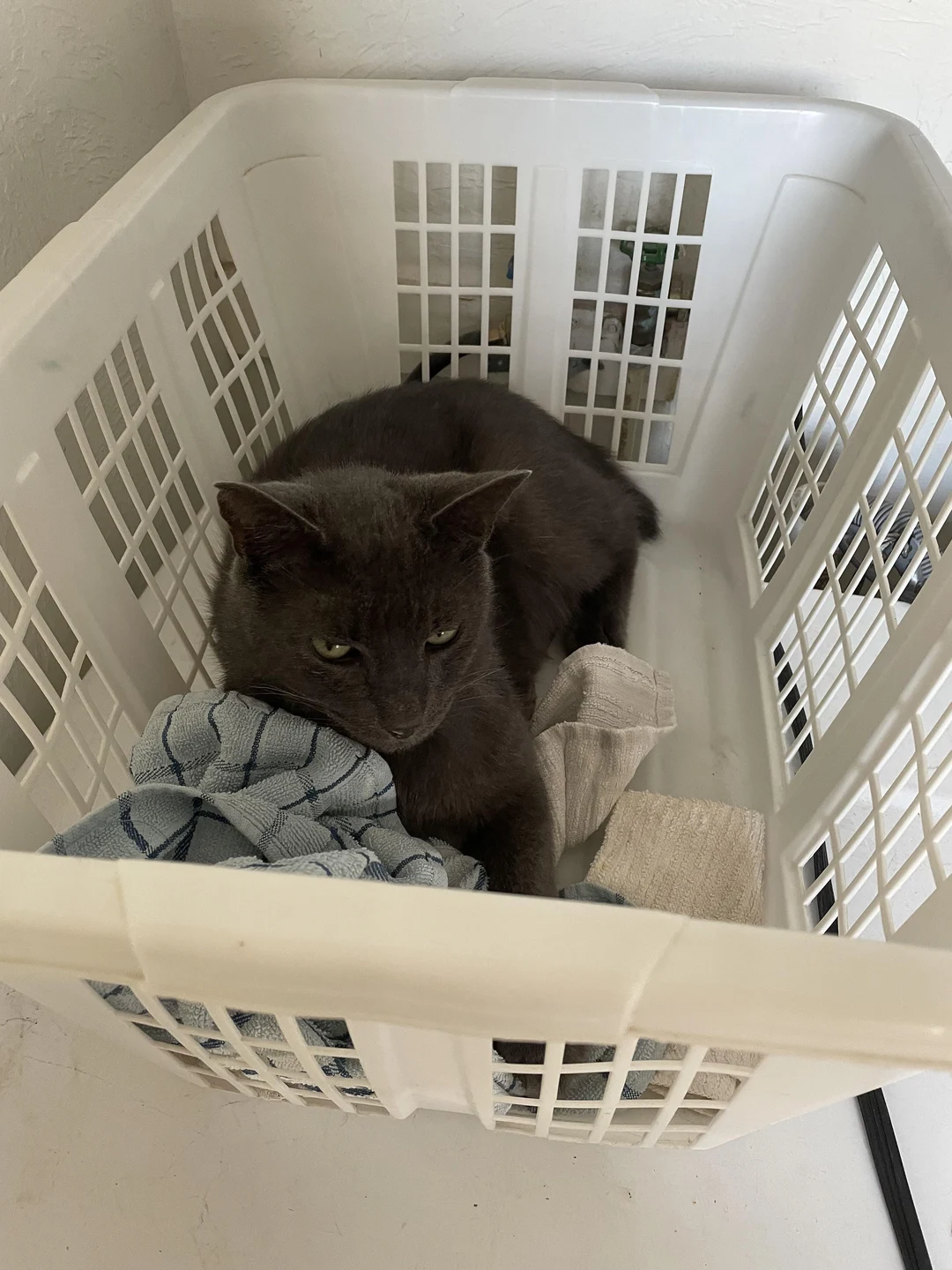 Smokey Bear is a baby in the laundry basket! | Scrolller