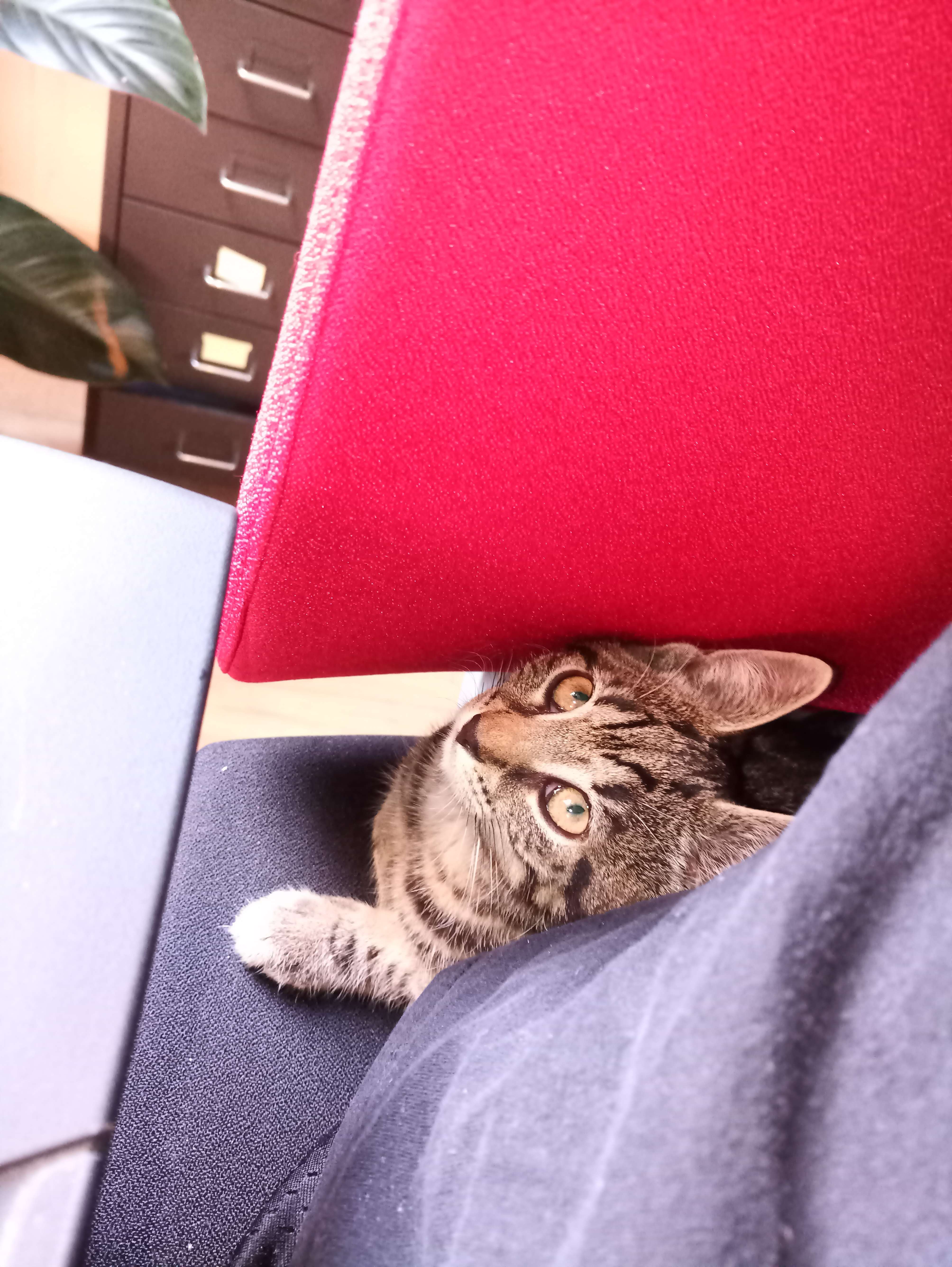 Maui, my personal posture trainer | Scrolller