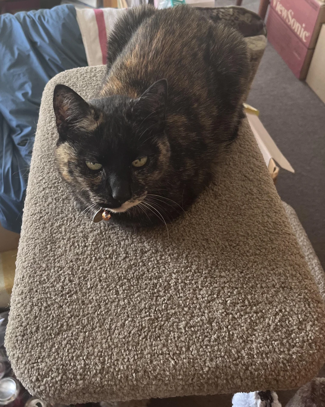 Loaf on Tree | Scrolller