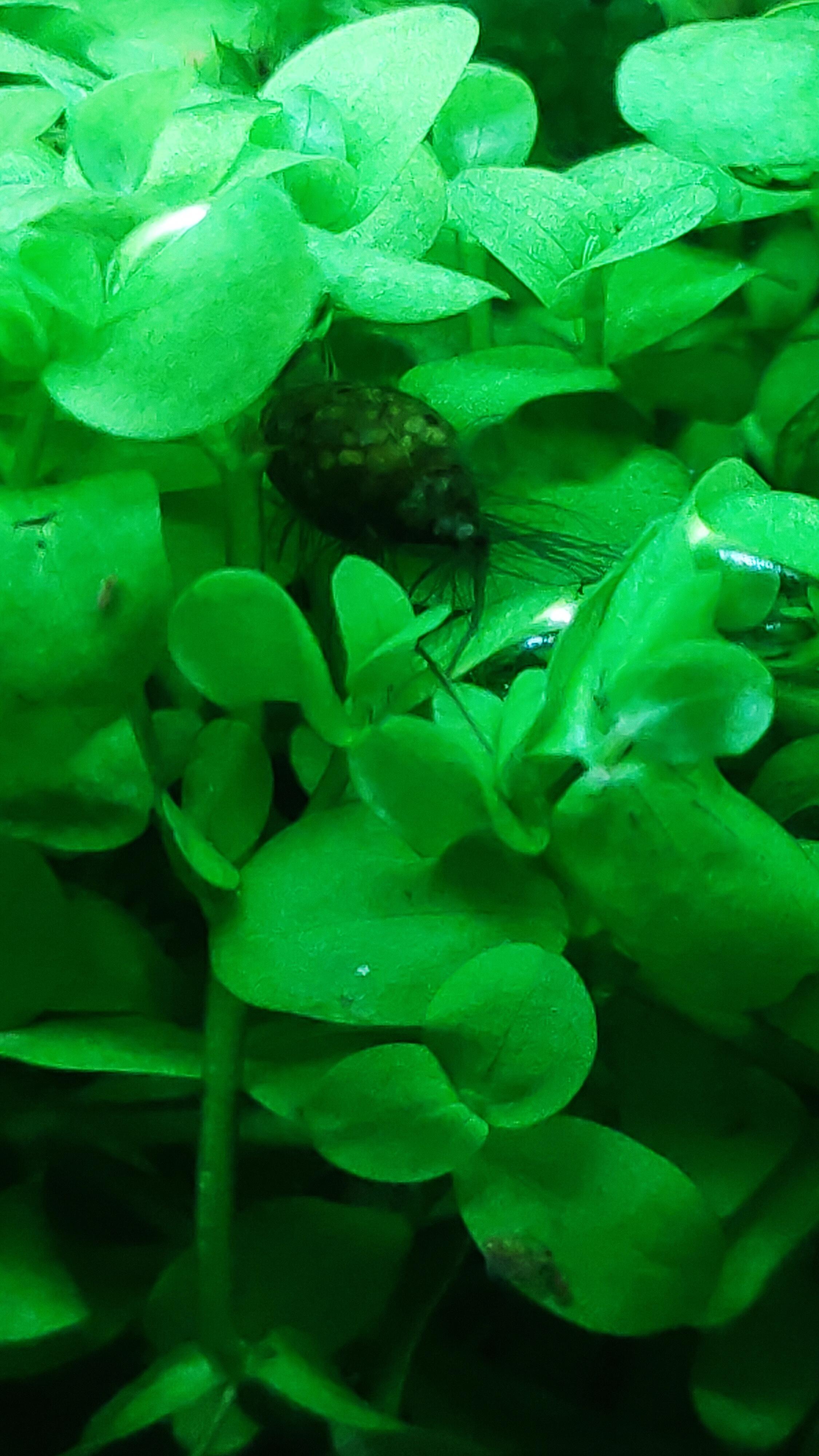 Snailo the Wise | Scrolller