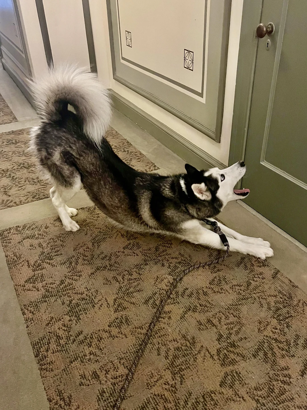 Downward Husky Perfect Pose | Scrolller