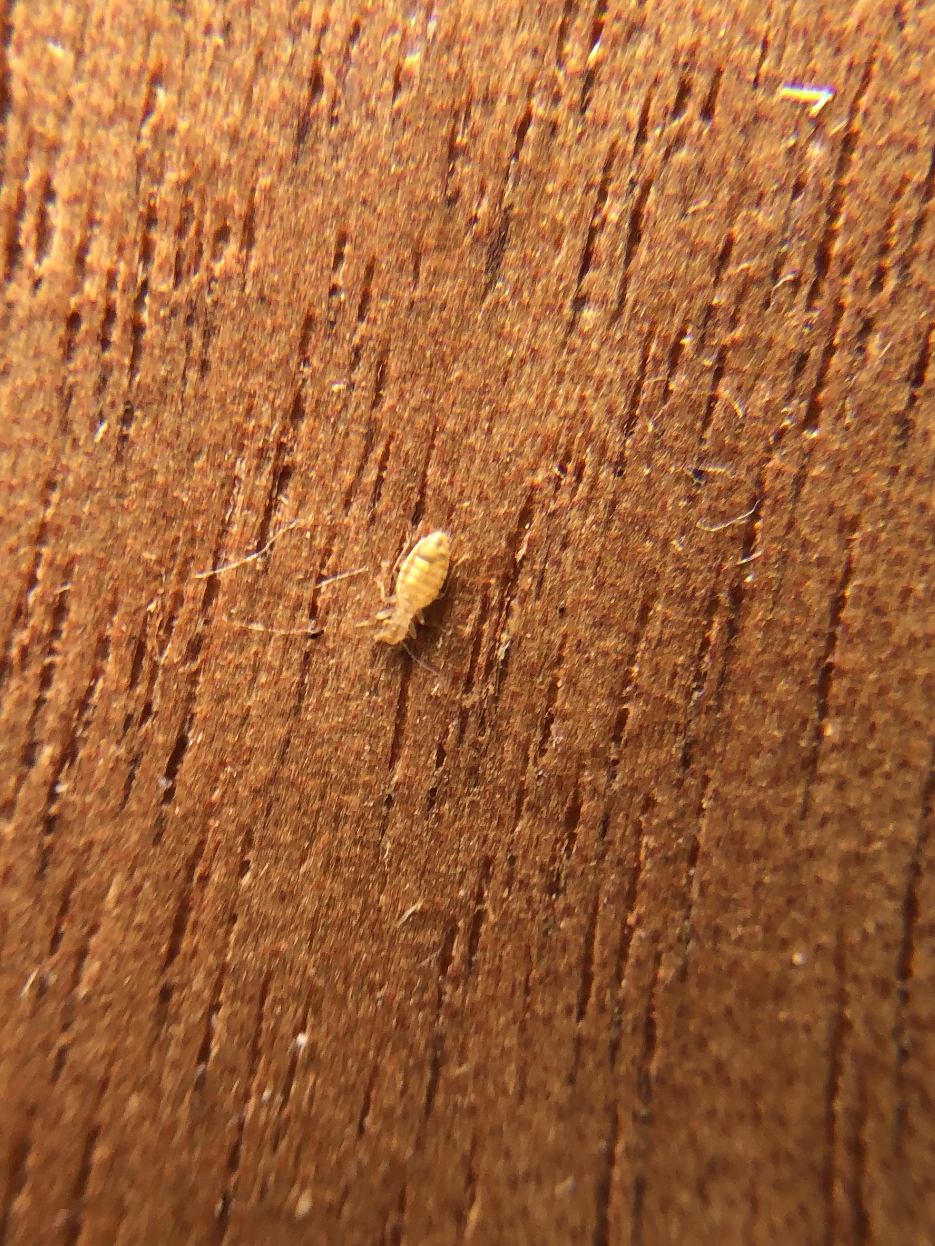 What is this insect? | Scrolller