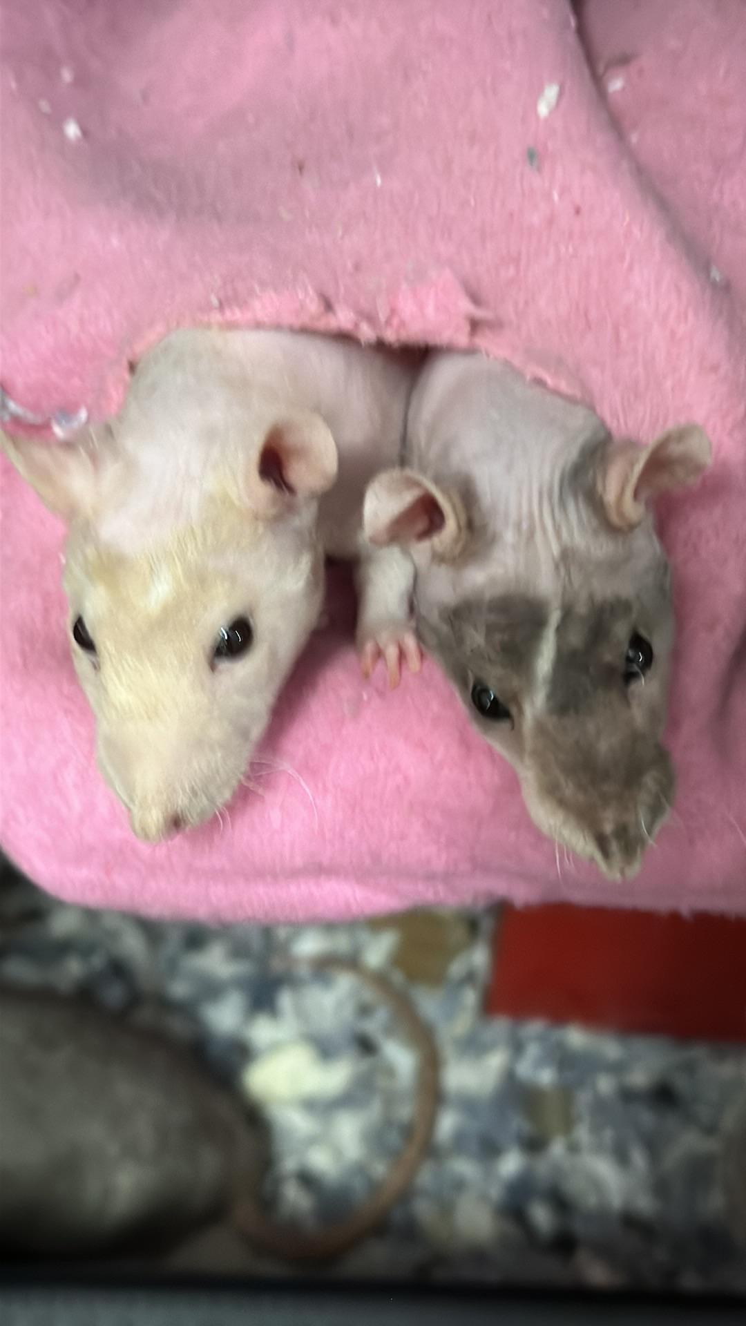 Saying goodbye to Abyzou | Scrolller