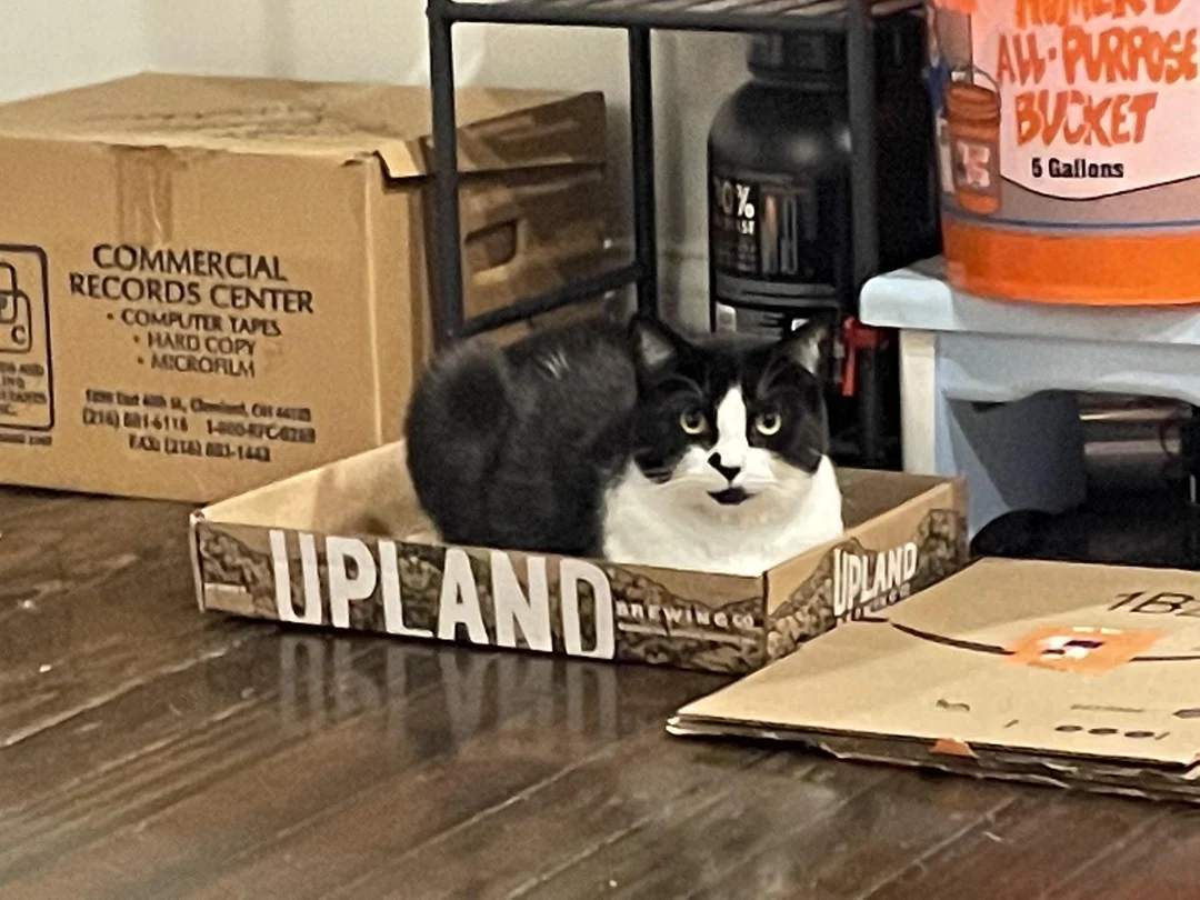 My friend’s cat will immediately claim boxes | Scrolller