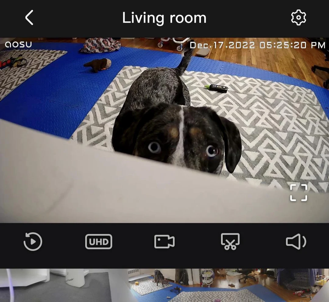 Bingsoo looking through the security camera into my soul | Scrolller