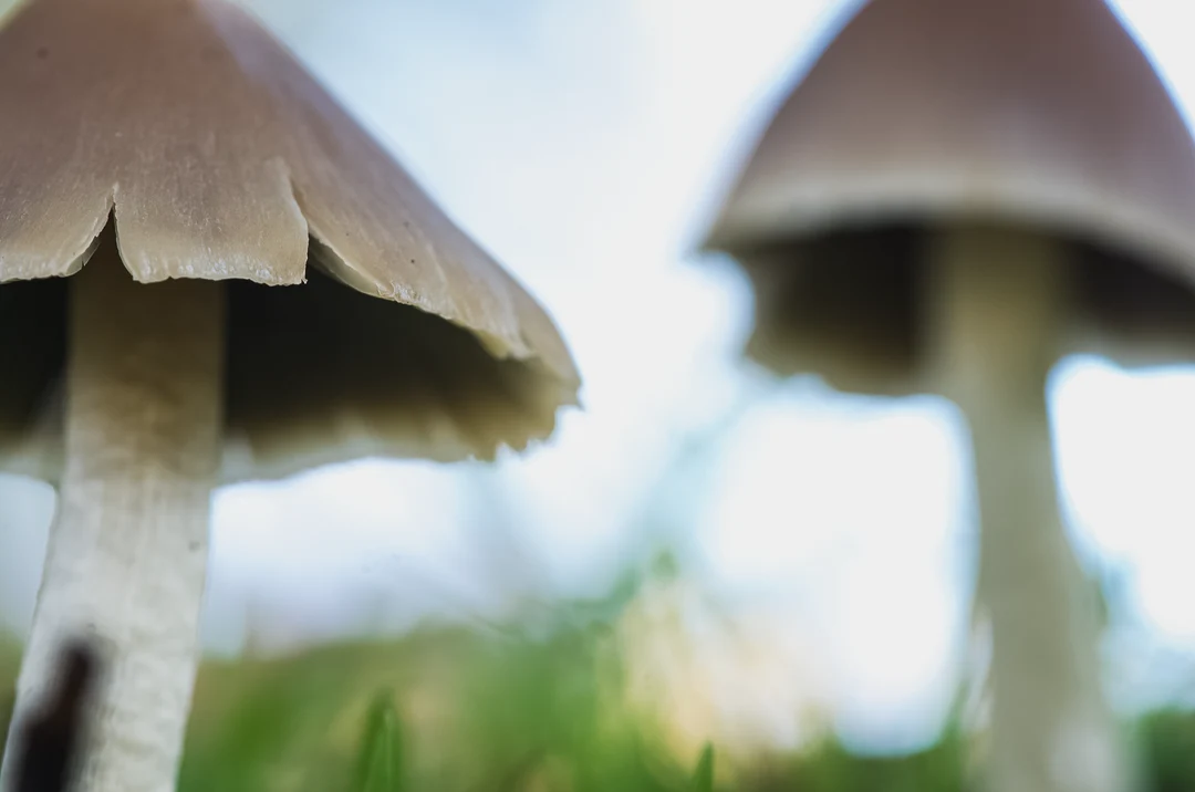 Sierra Nevada mushrooms | Scrolller