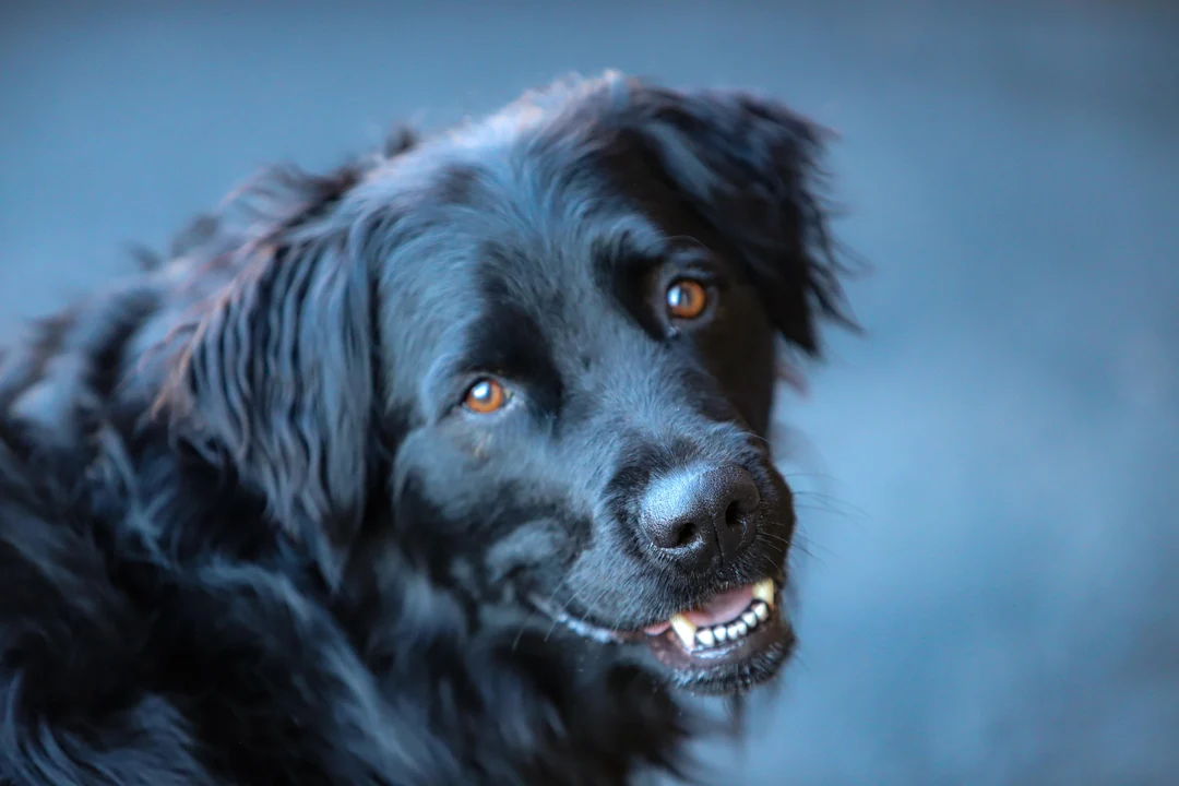 Newfoundland Pupper ☺️ | Scrolller
