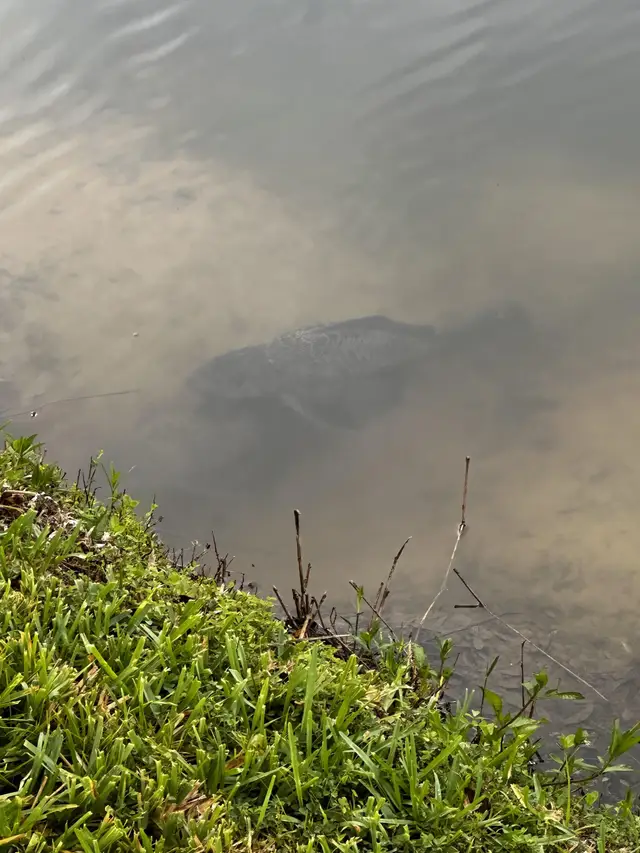 Help identifying this fish | Scrolller