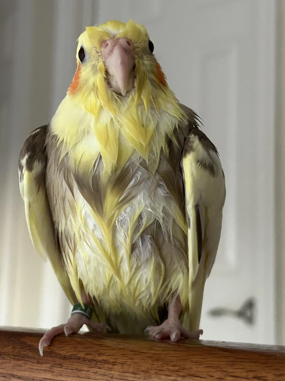 post your wet chickens | Scrolller