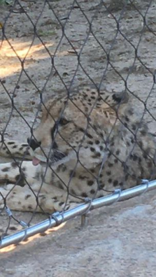 Cheetah Blep! | Scrolller