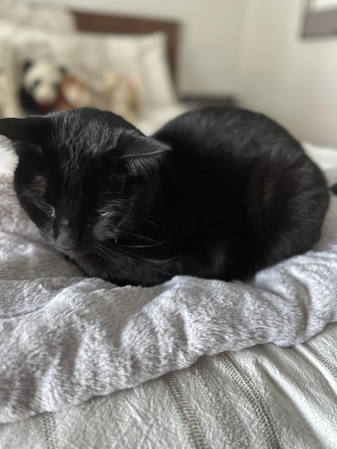 Sleepy loaf | Scrolller