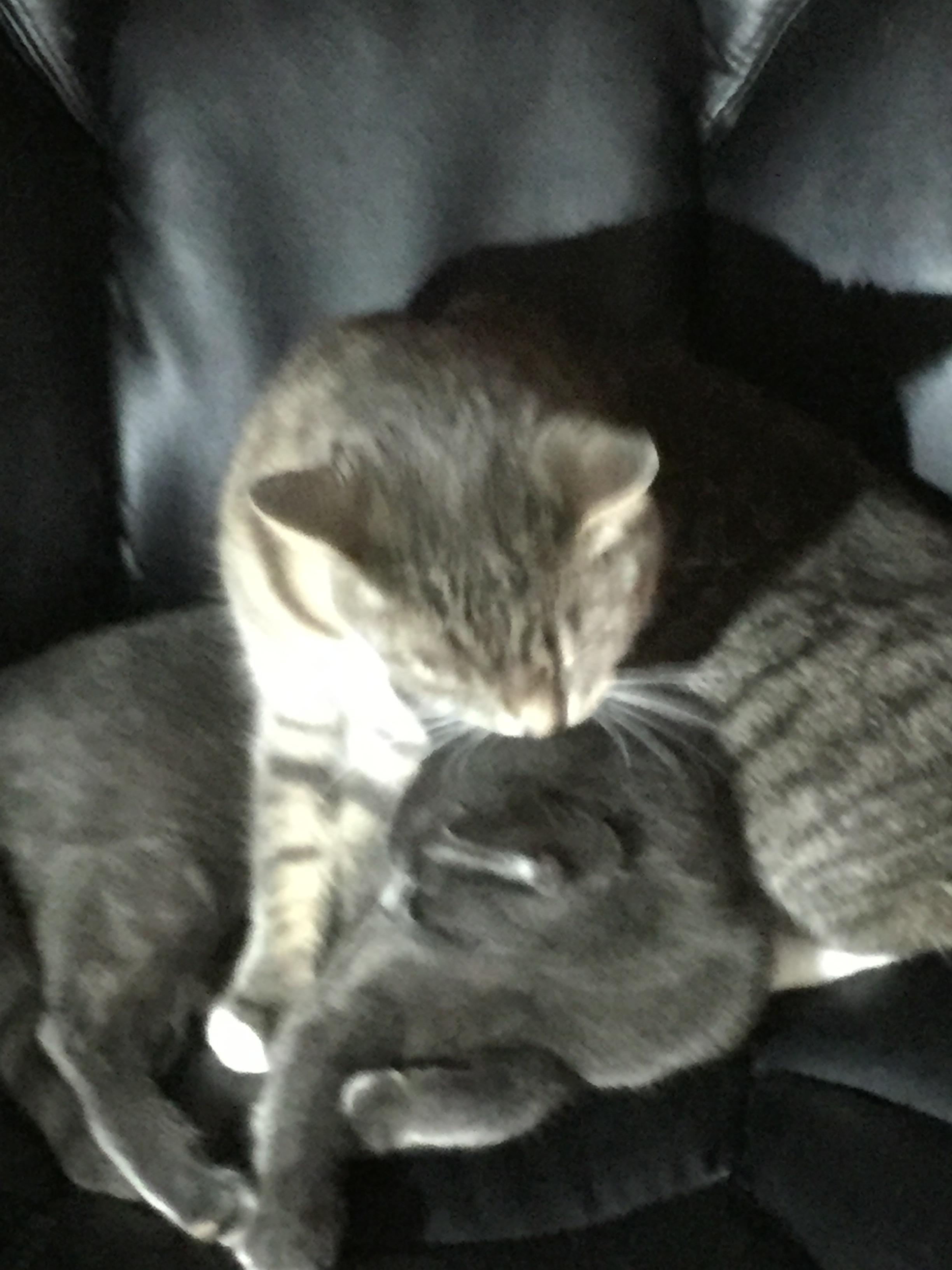 blurry picture of cats | Scrolller