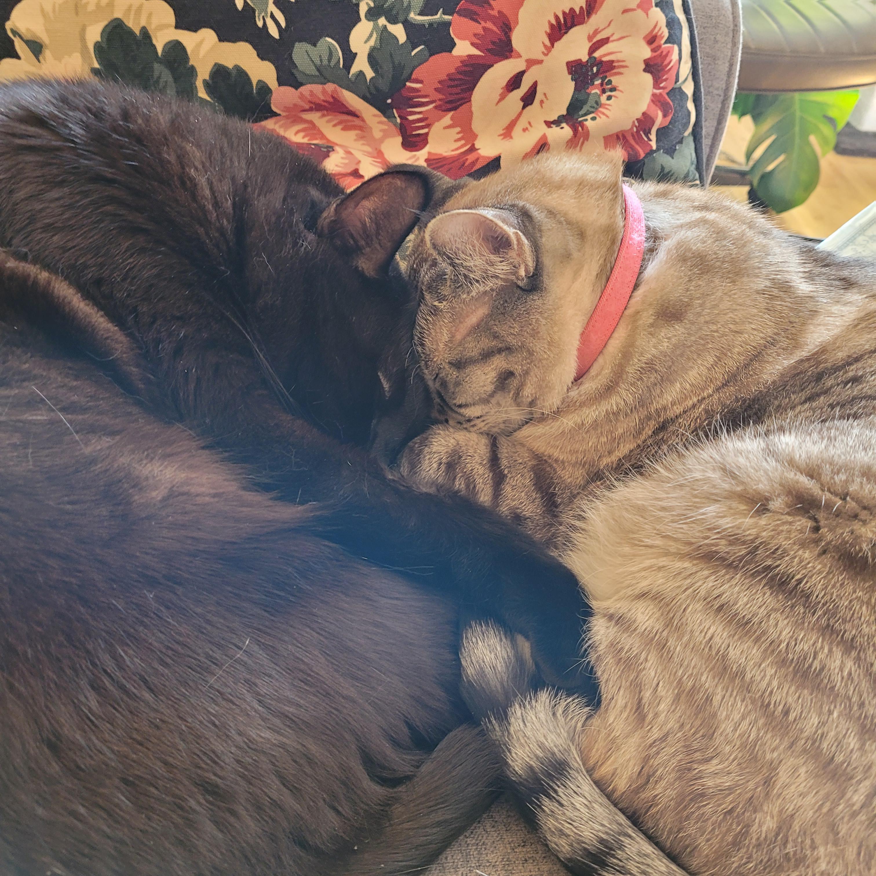 Naptime besties | Scrolller
