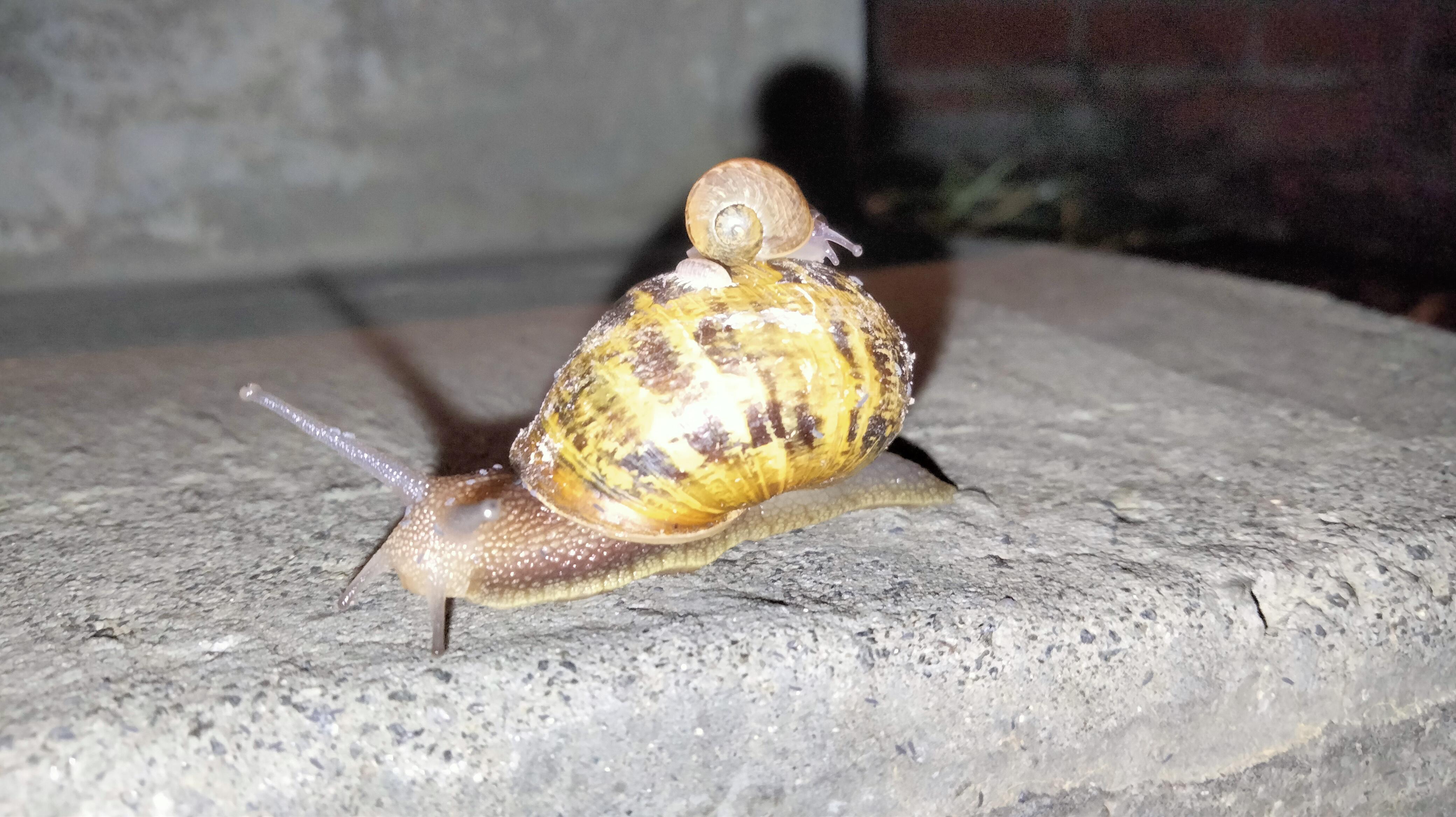 A Snail Riding On Another Snail | Scrolller