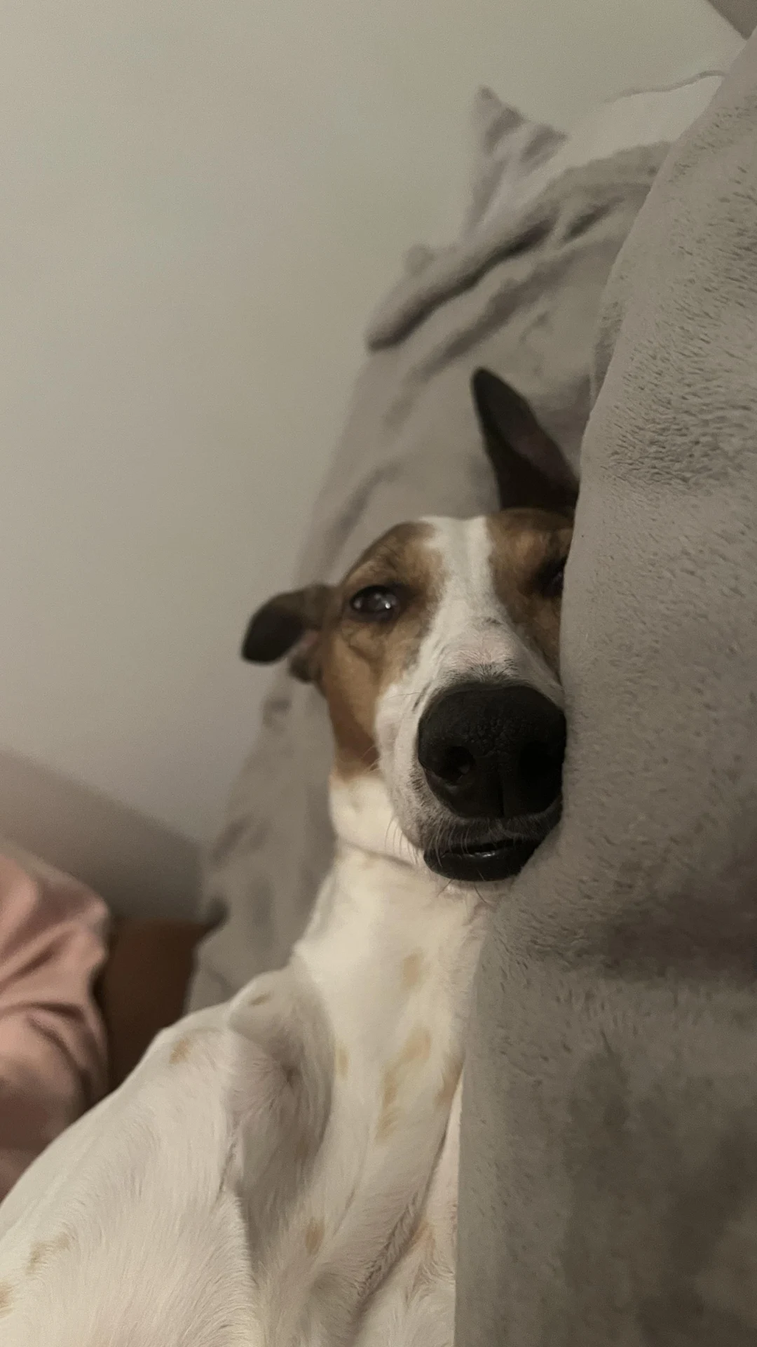 [OC] ZZ is asking if you have any videos of your doggo zooming ? | Scrolller