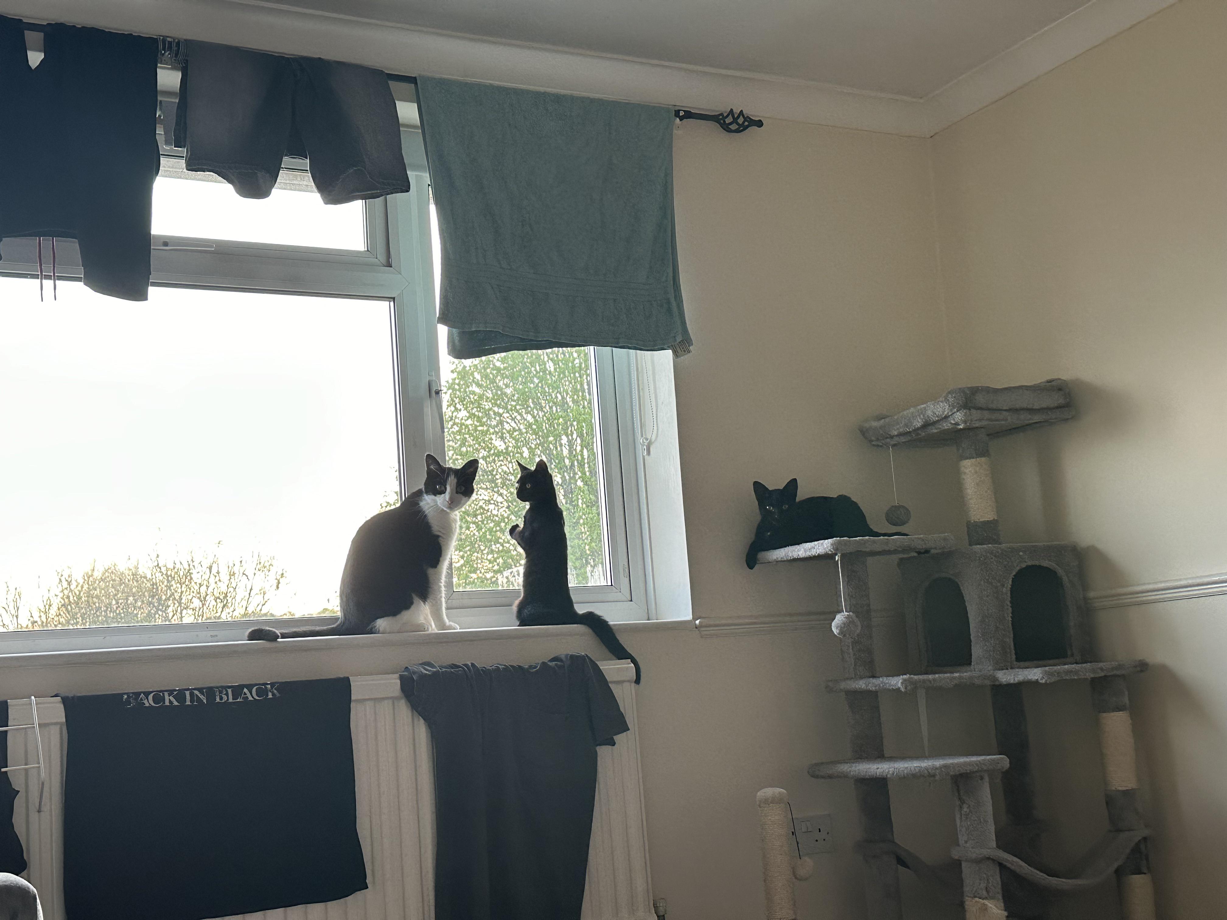 Stitch chilling with his void foster sisters | Scrolller