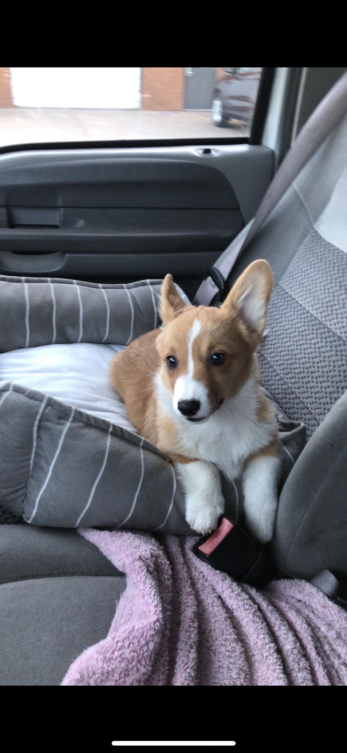 Passenger princess. | Scrolller