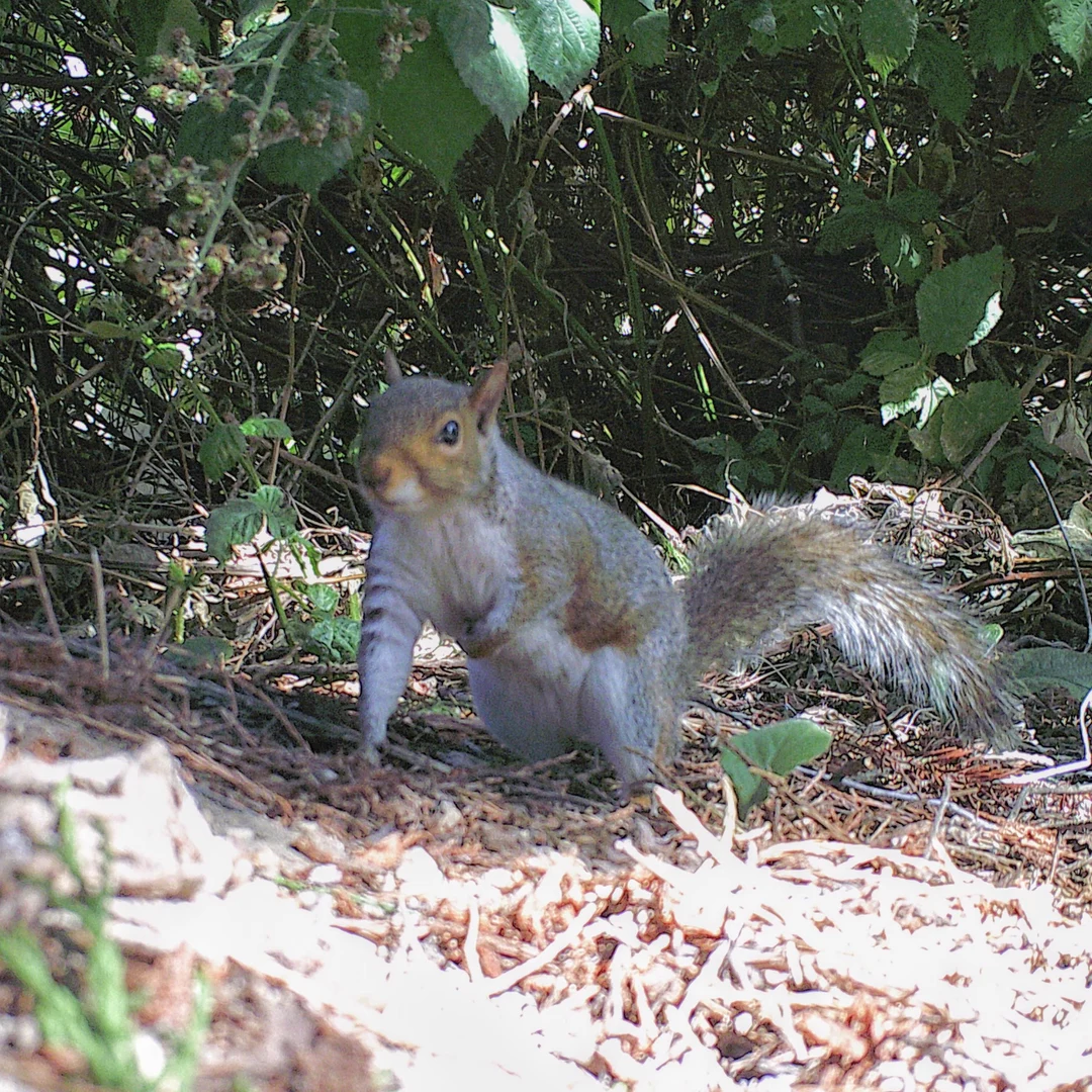 Target whitetail for next season. | Scrolller