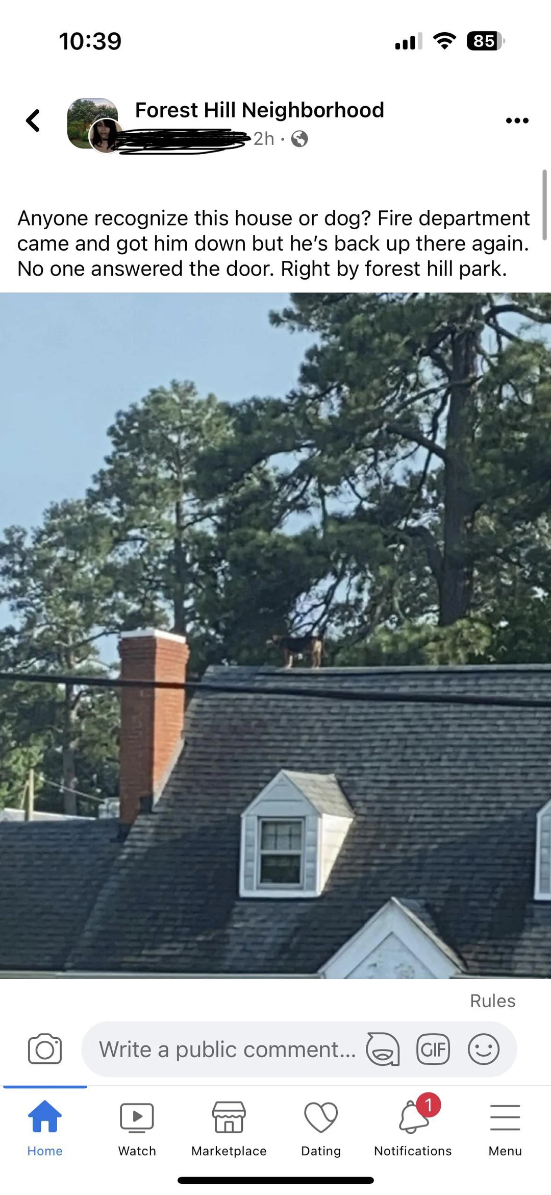 Woof on the roof | Scrolller
