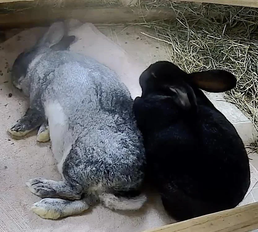 Sleeping Giant | Scrolller