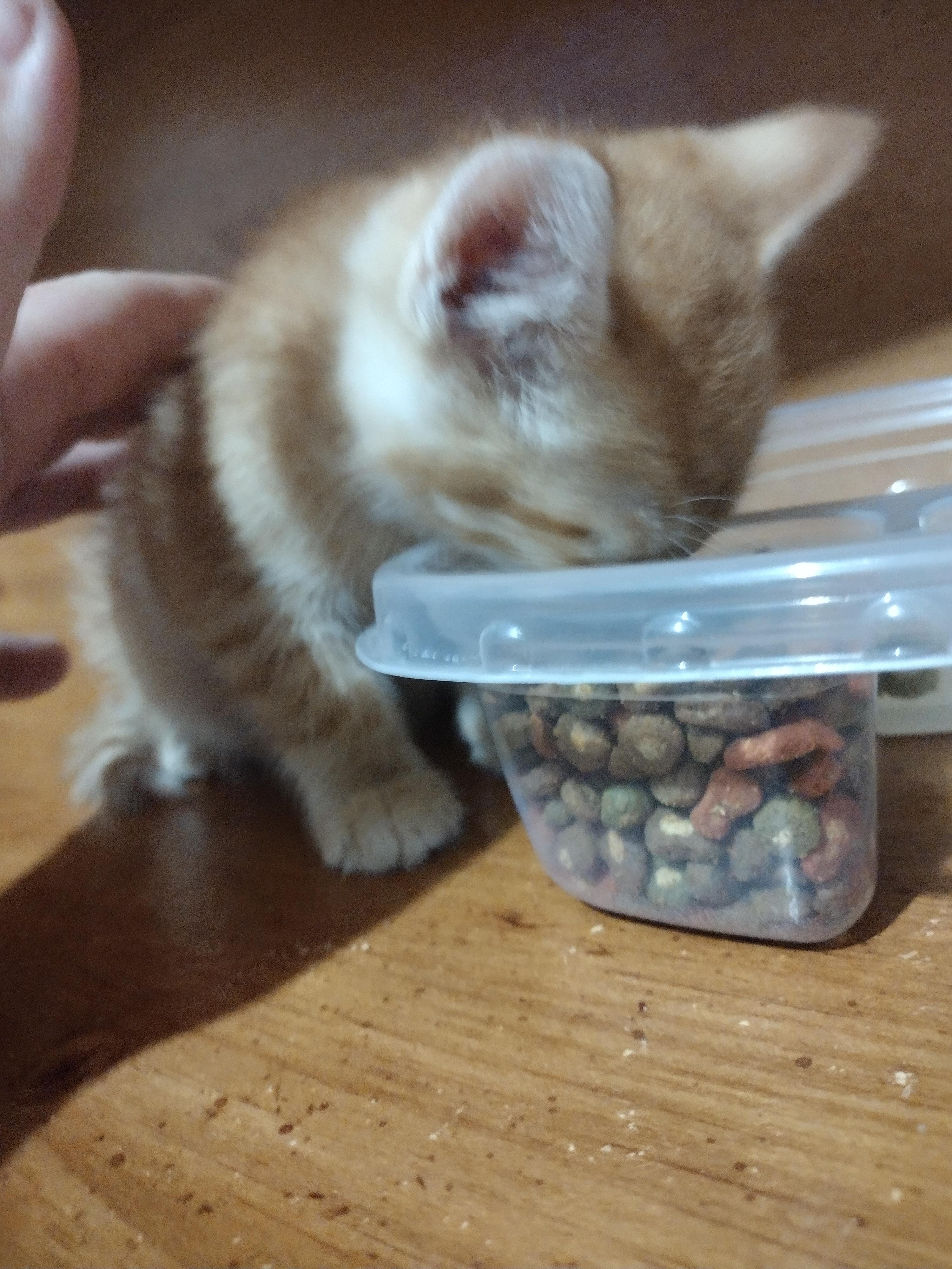 Smol cat noms | Scrolller