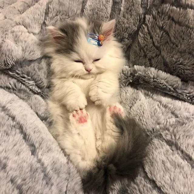 Nice shot. Finally caught the moment when this beauty is sleeping) | Scrolller