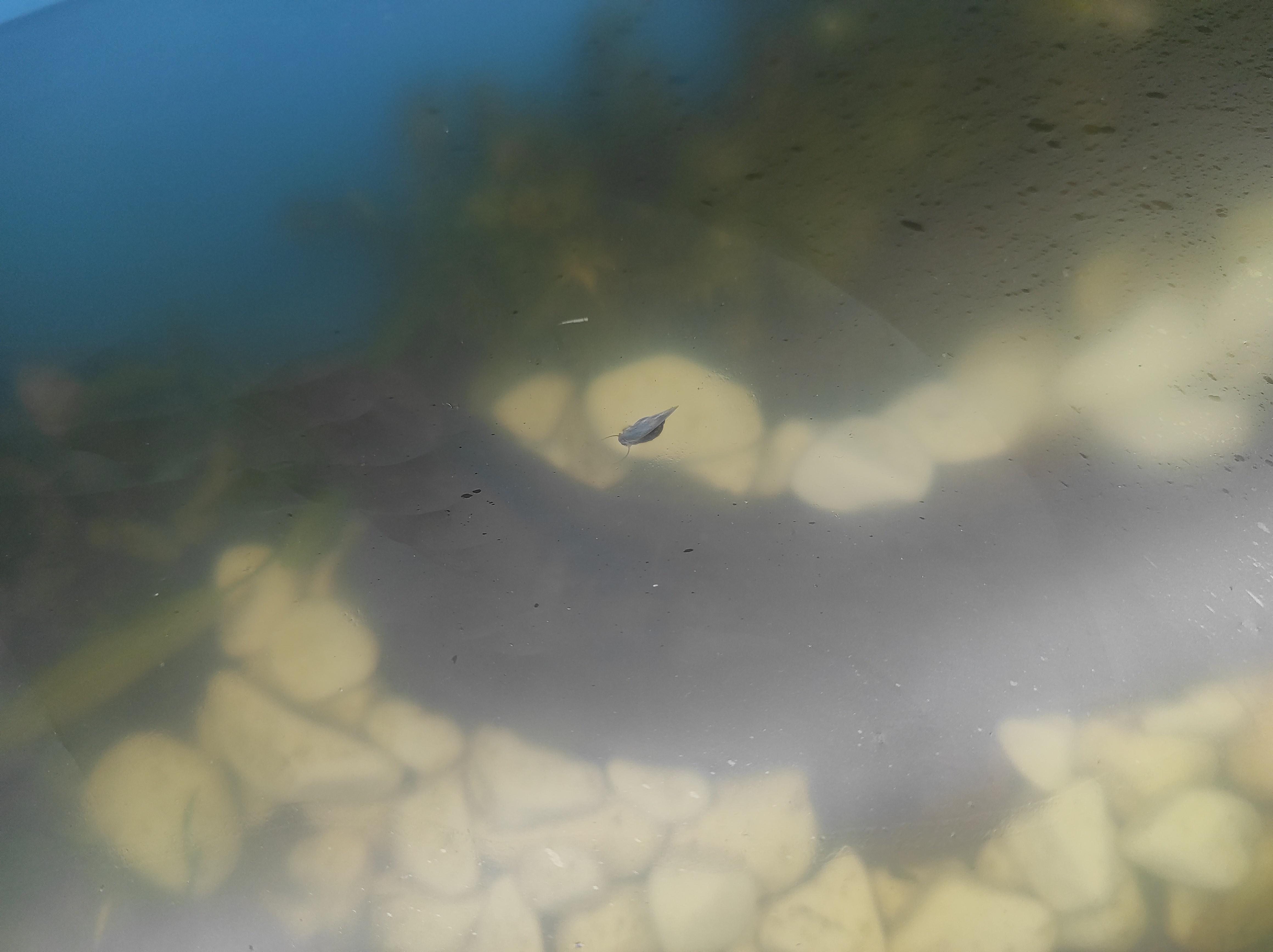 Surfing the surface film | Scrolller