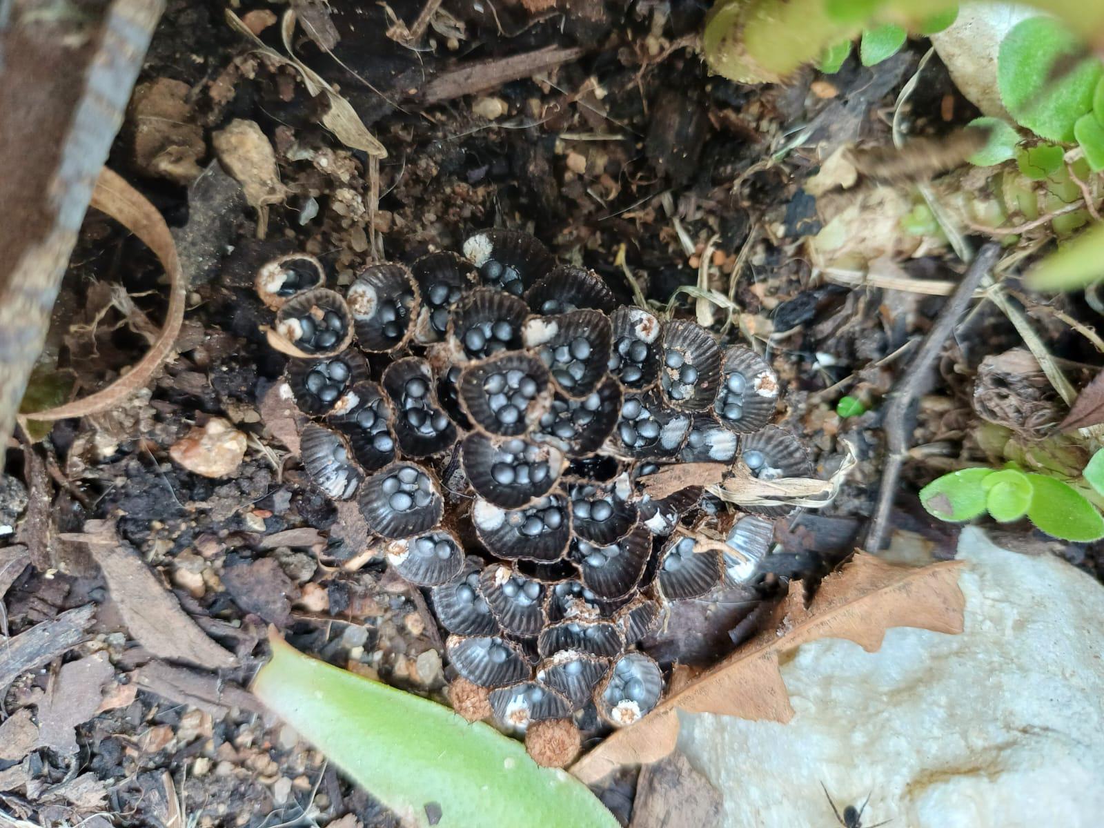 Help identifying this | Scrolller