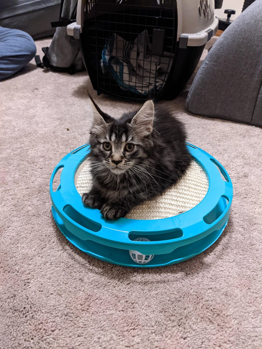 Meet Loki she is adorable! | Scrolller