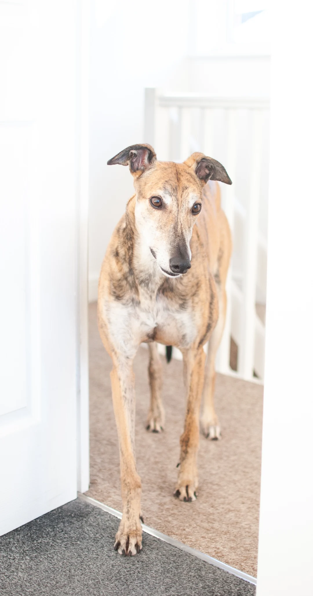 Paw crossing the line | Scrolller