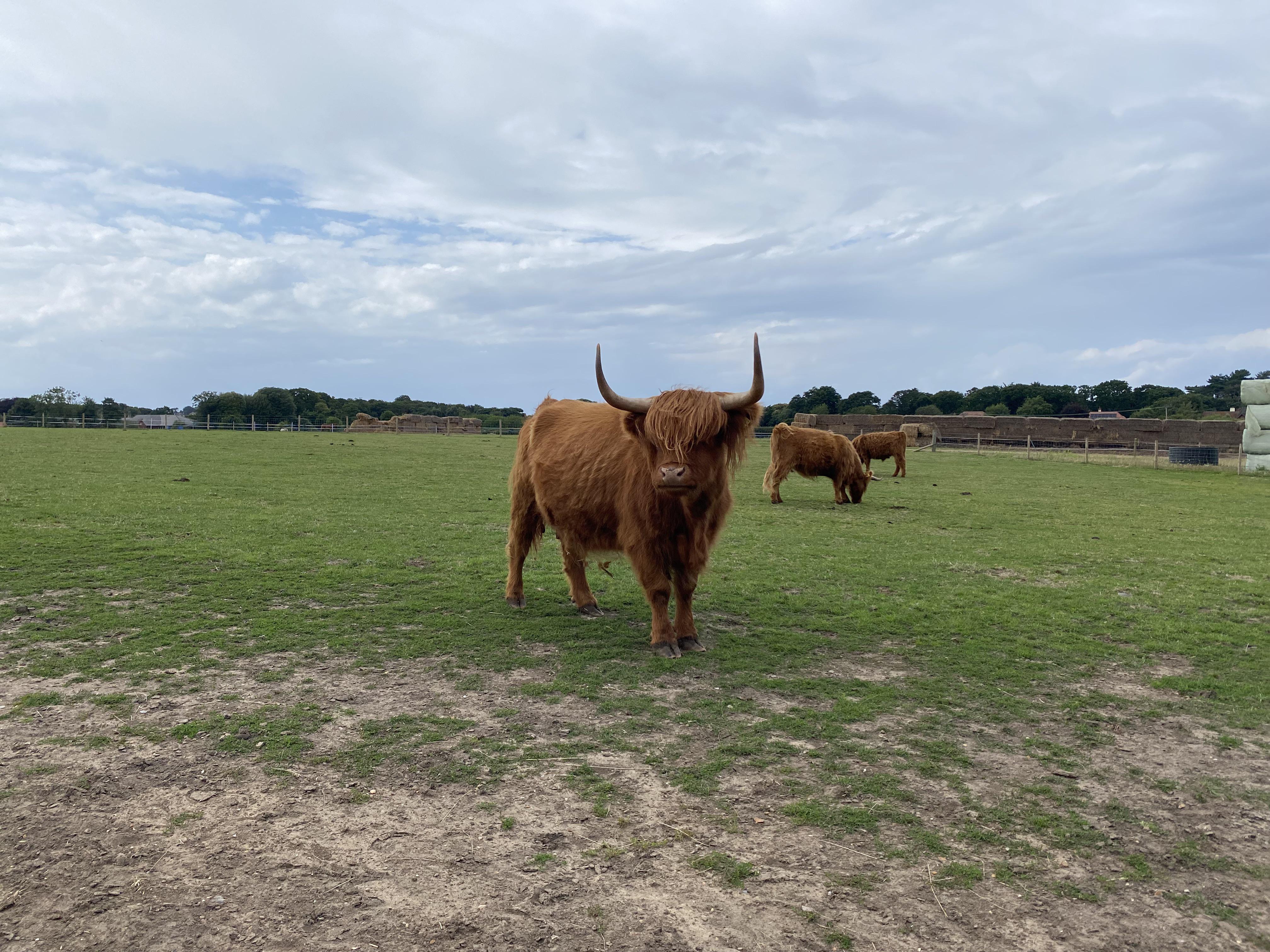 Highland Cattle [OC] | Scrolller