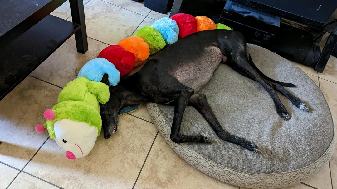 Diesel and his cuddlepillar | Scrolller