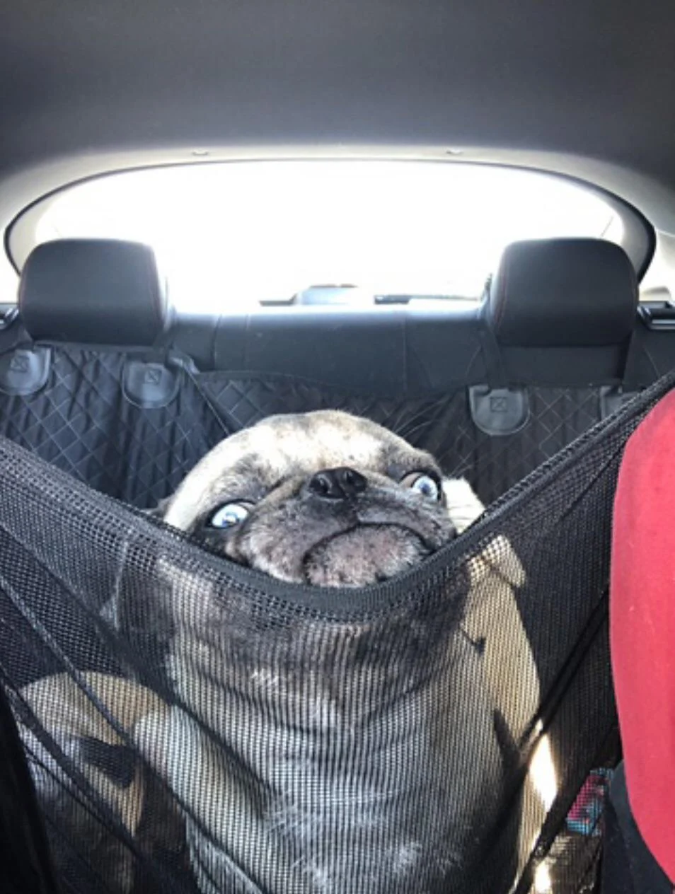 Mr. Squish-face in the backseat lol | Scrolller