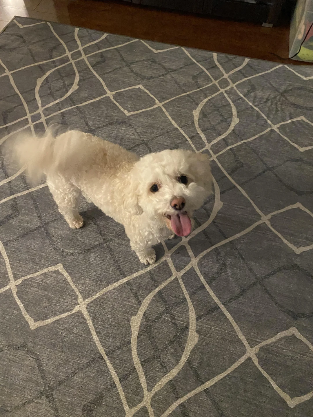 Smiling face, wagging tail. Cora is so happy to be playing fetch with Daddy! | Scrolller