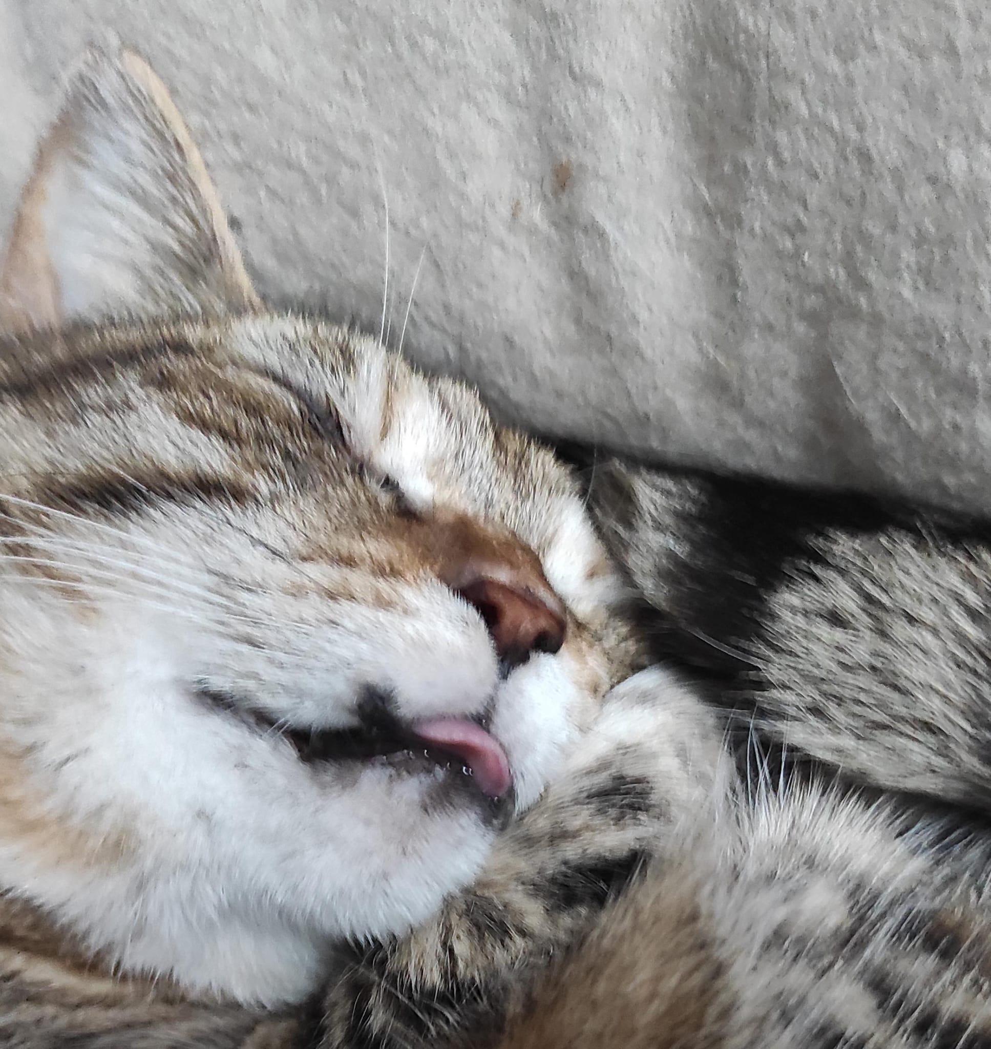 Sleeping Stella's Blep | Scrolller
