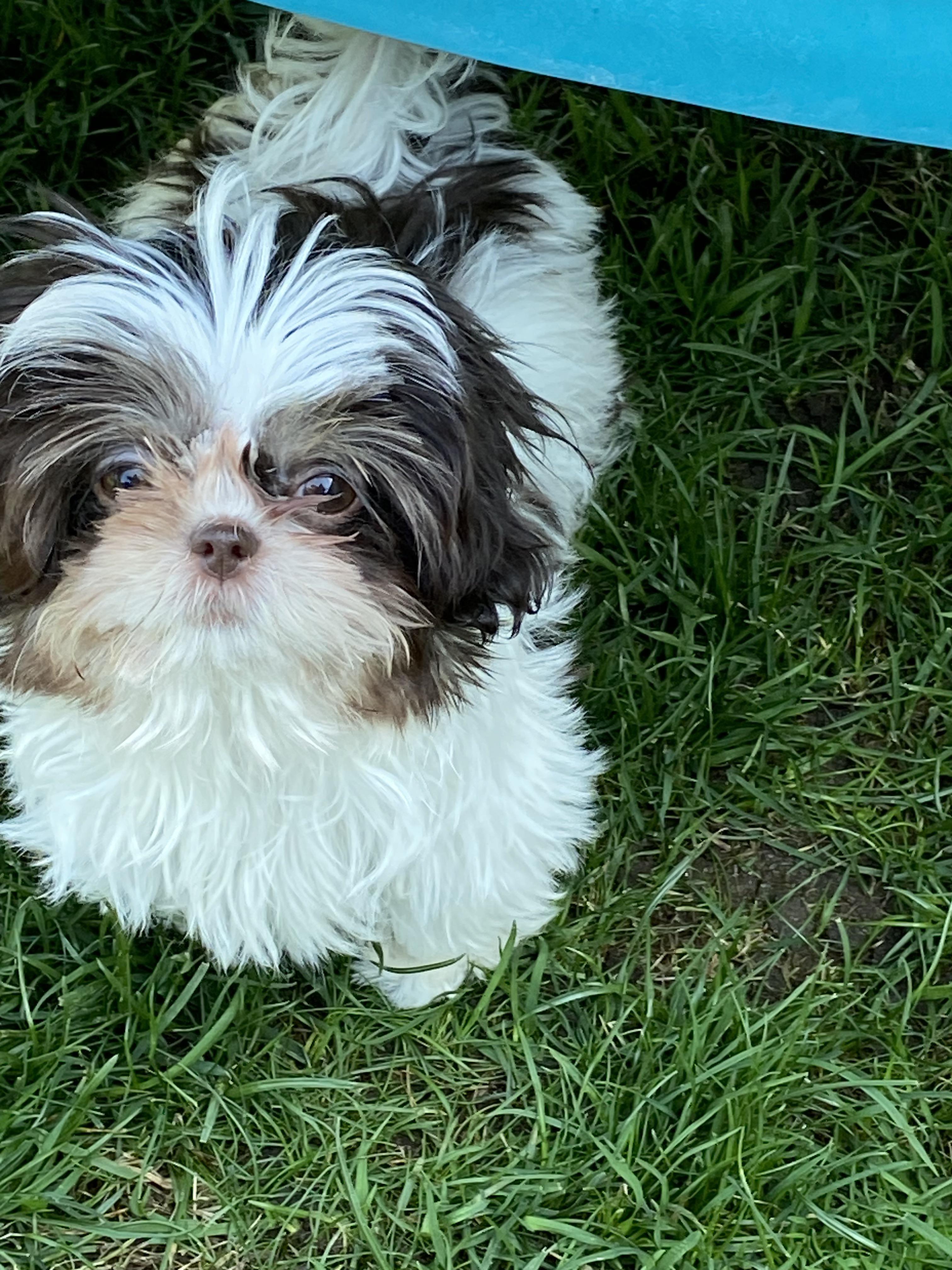 Sushi the Shih Tzu | Scrolller