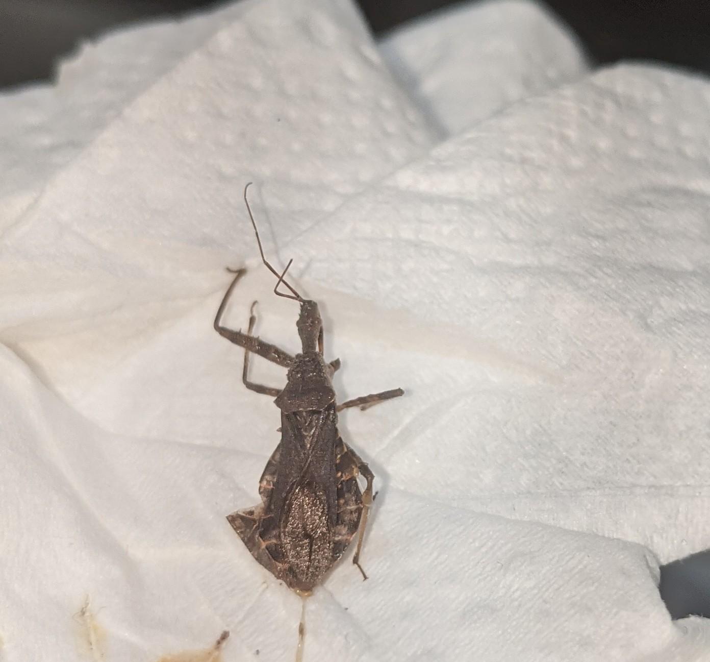 Montreal, QC. What is this guy? He stung me :( | Scrolller