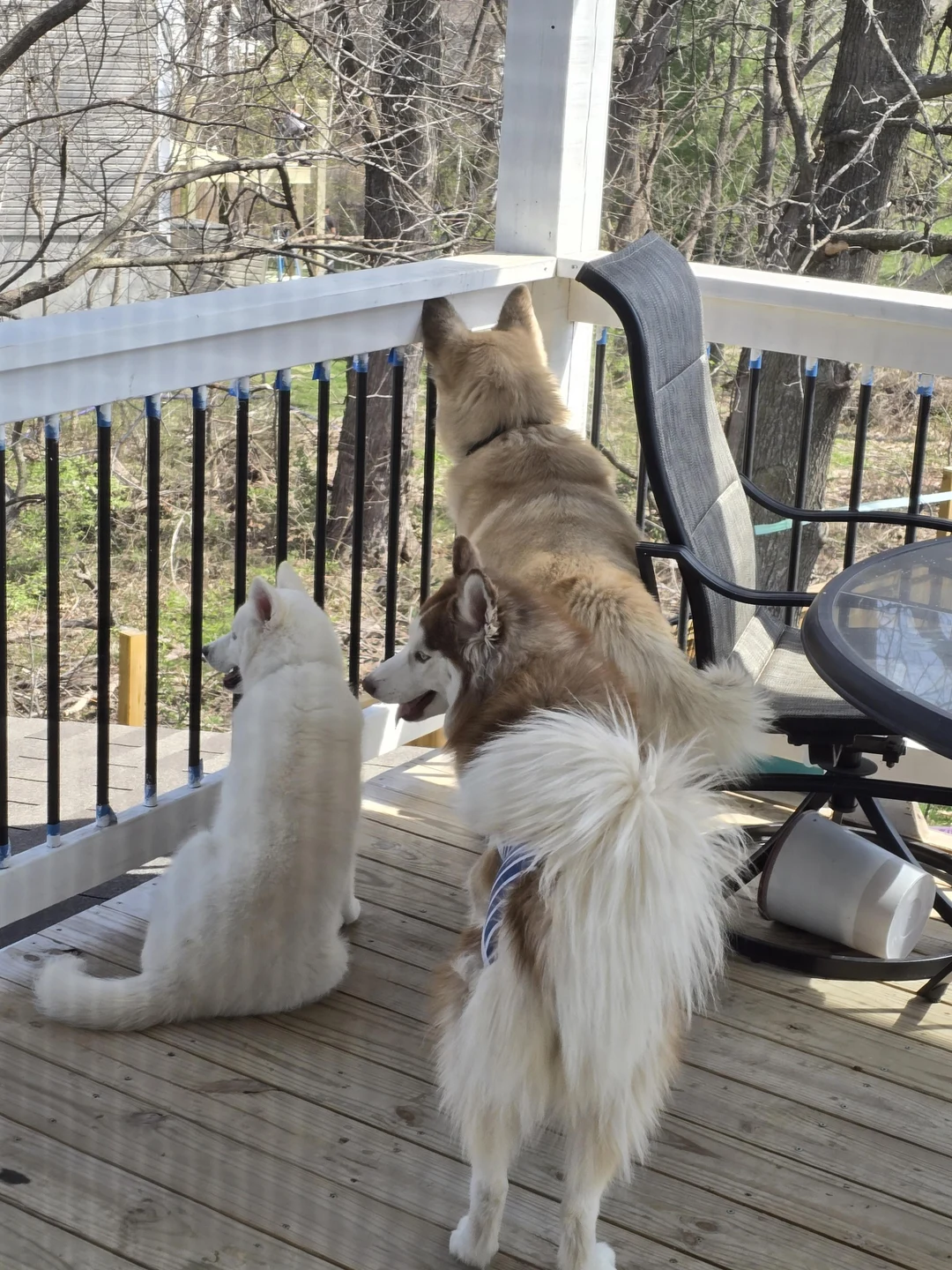 Nosey Neighbors 😆 | Scrolller