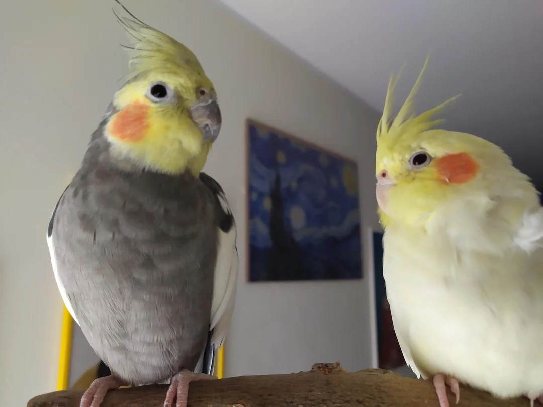 How to avoid wasting pellets? | Scrolller