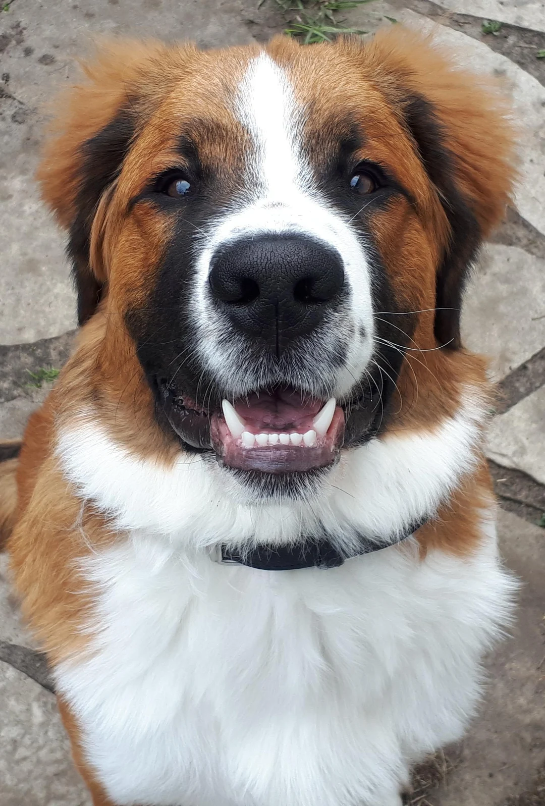 Ham Sandwich | Scrolller