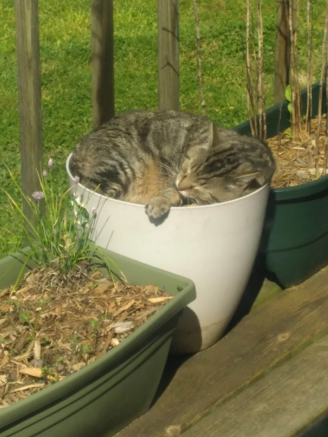 Ready for harvest | Scrolller