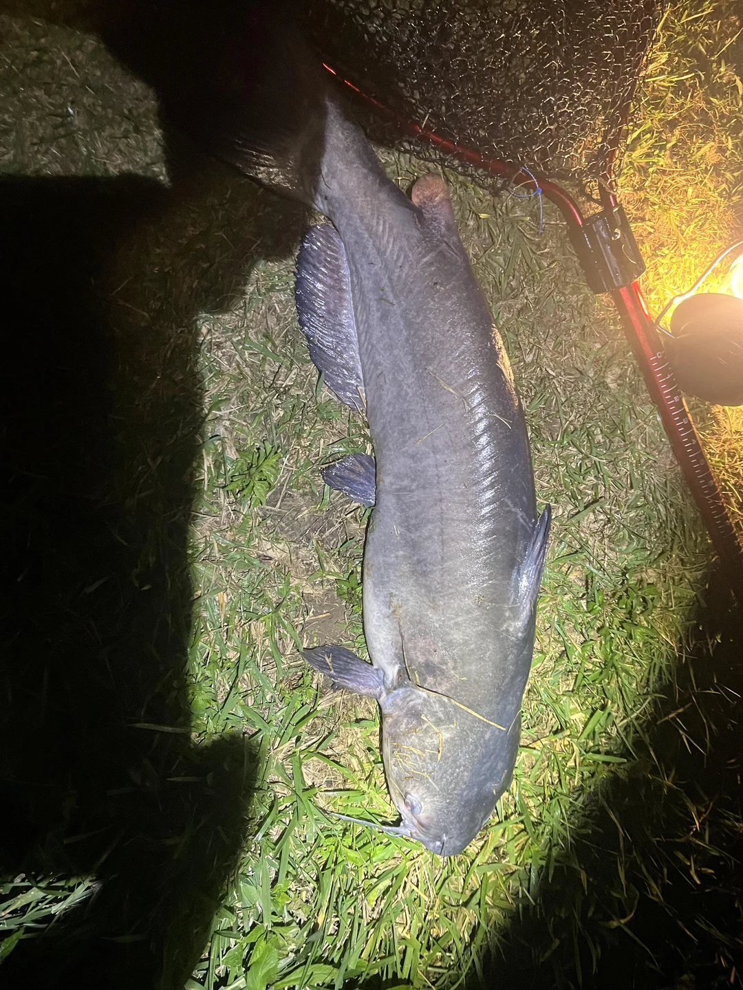 Anybody know what kind of catfish this is? | Scrolller