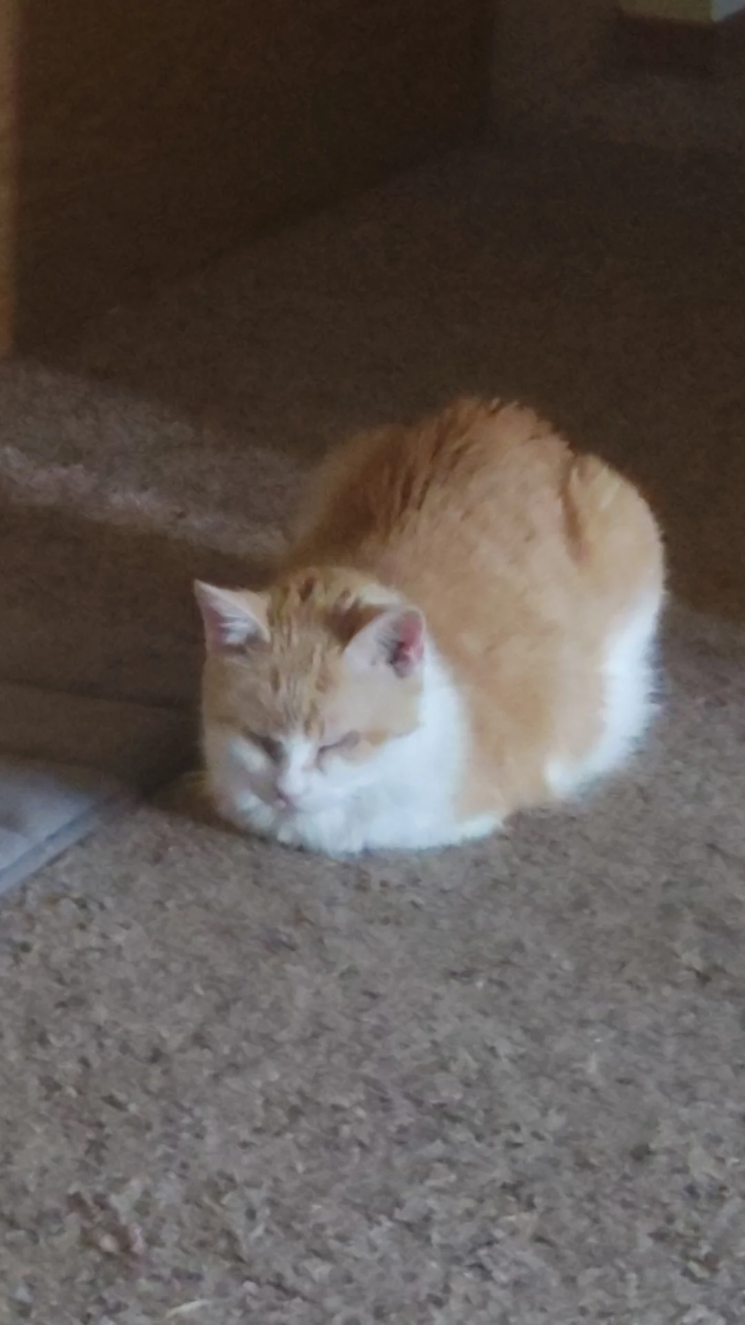 Weasley in a perfect loaf | Scrolller