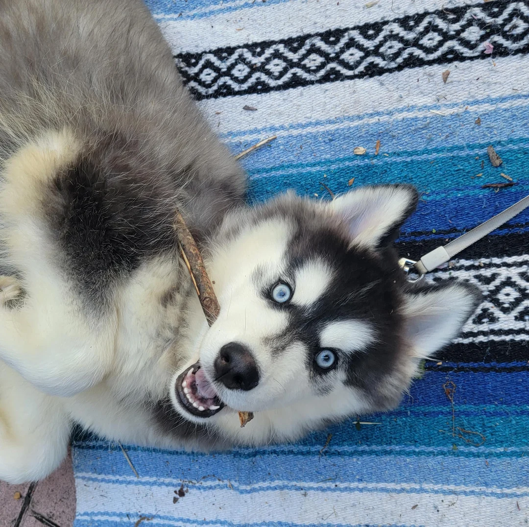 Husky Find Stick! | Scrolller