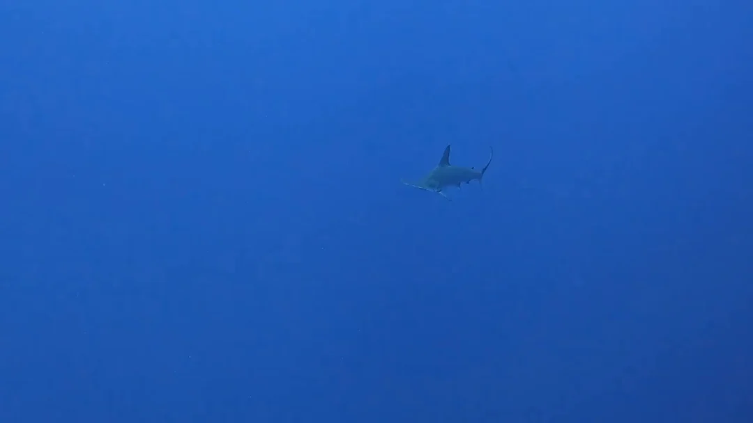 Up close with a hammerhead in the Red Sea | Scrolller