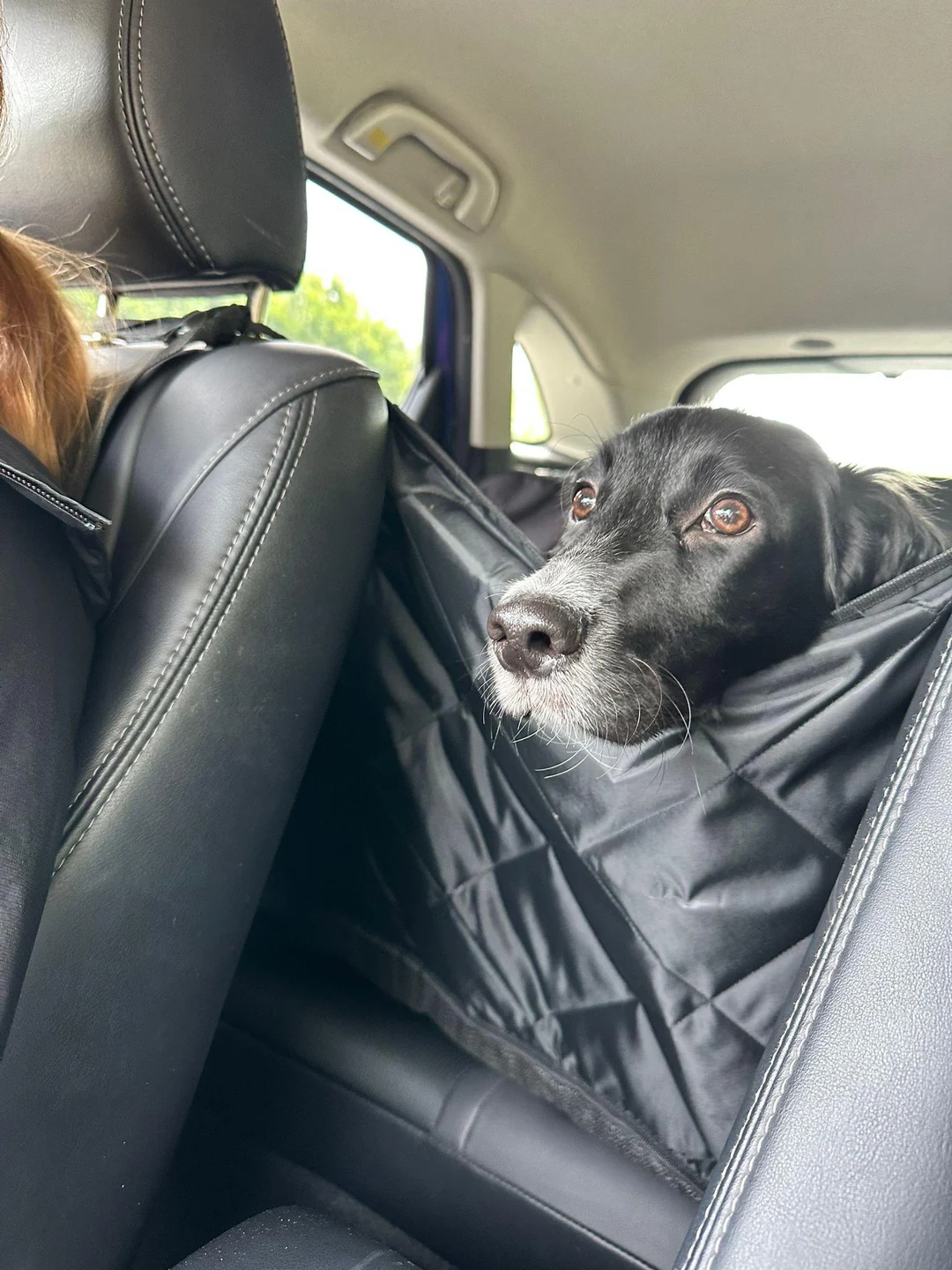 My back-seat driver... | Scrolller